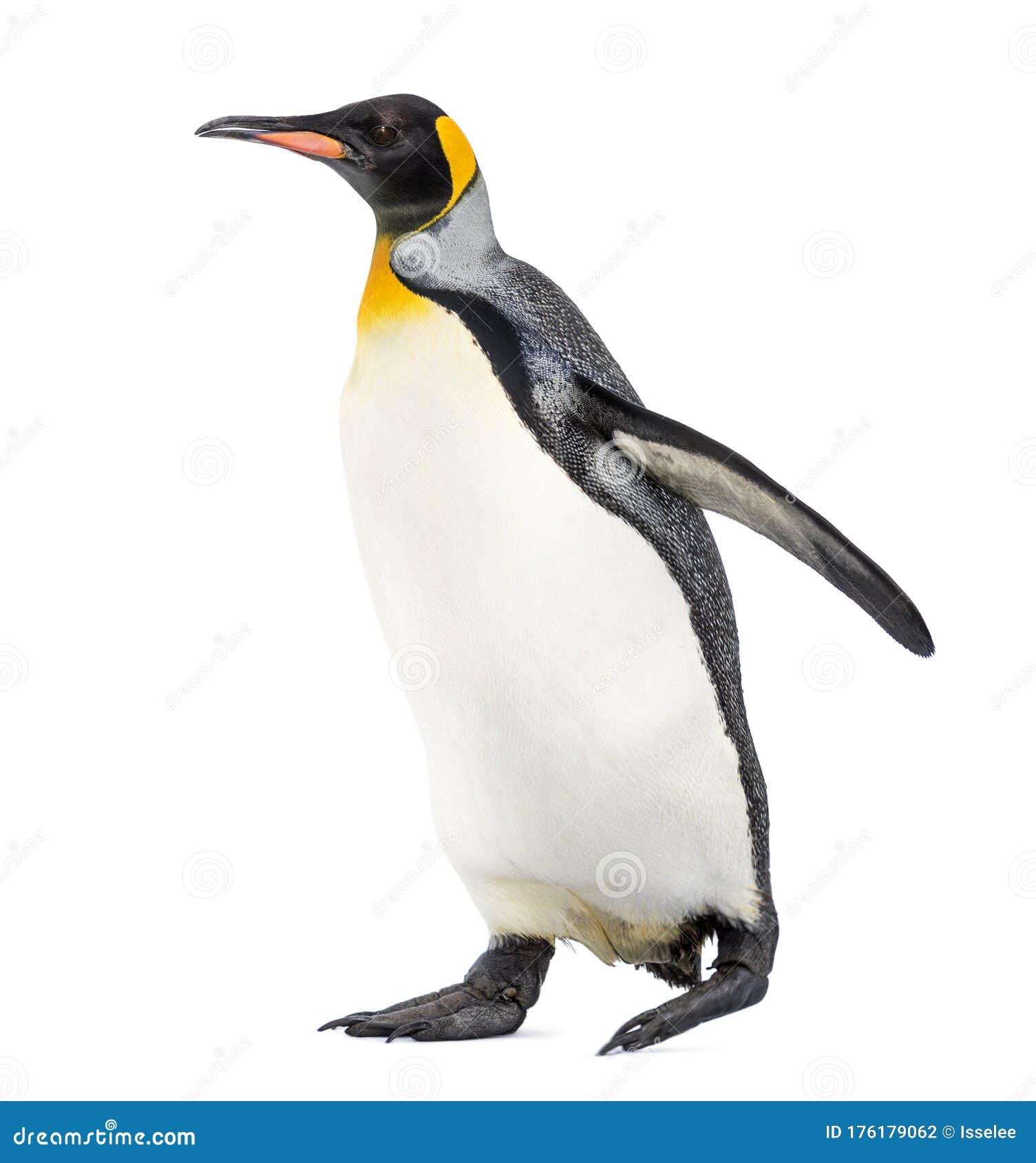 Side View of a King Penguin Walking, Isolated Stock Photo - Image of ...