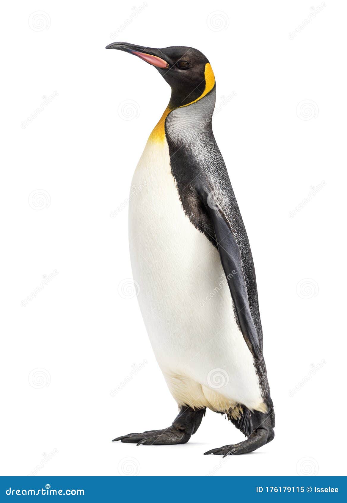 Side View of a King Penguin Walking, Isolated Stock Image - Image of ...