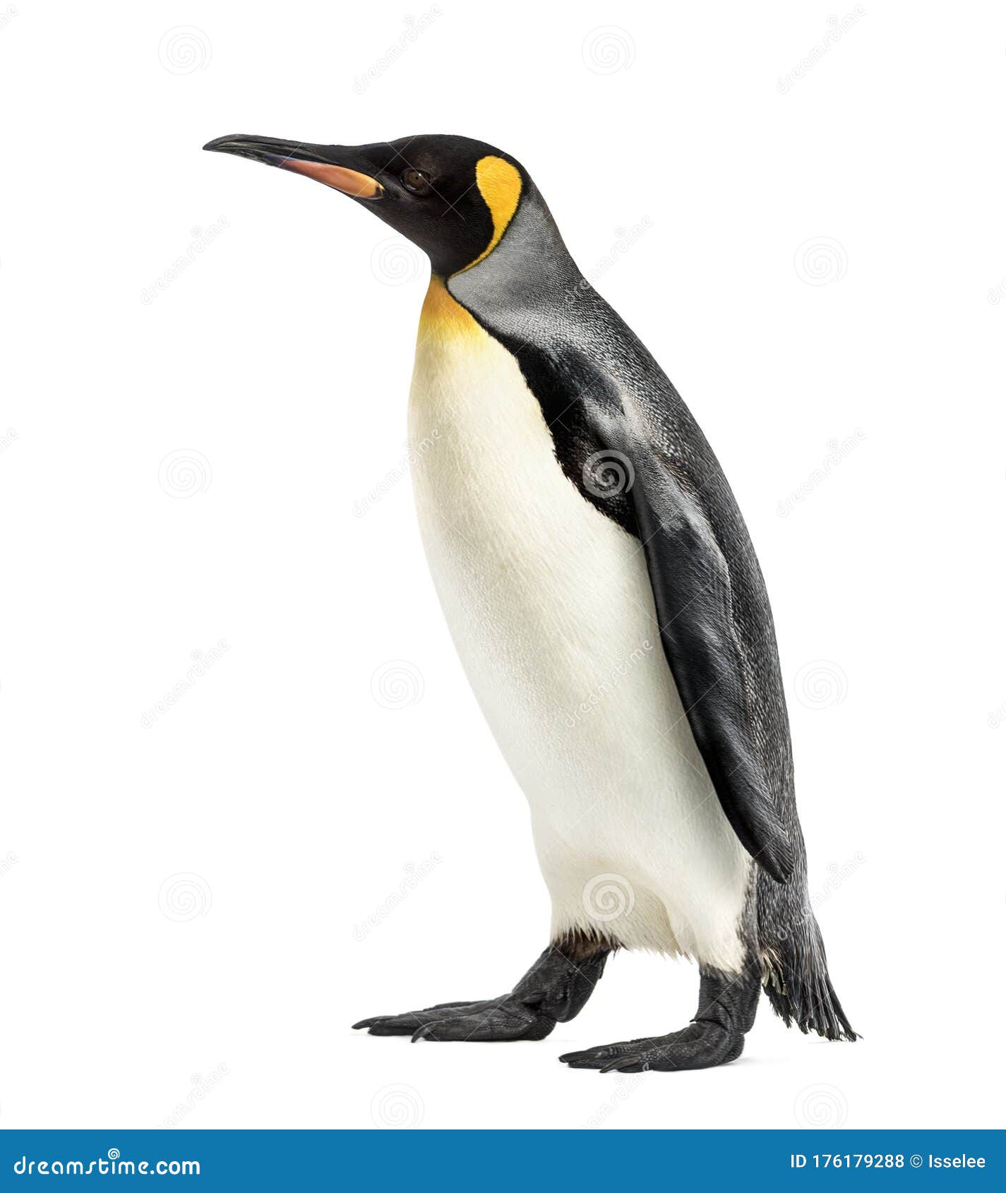 Side View of a King Penguin Walking, Isolated Stock Photo - Image of ...