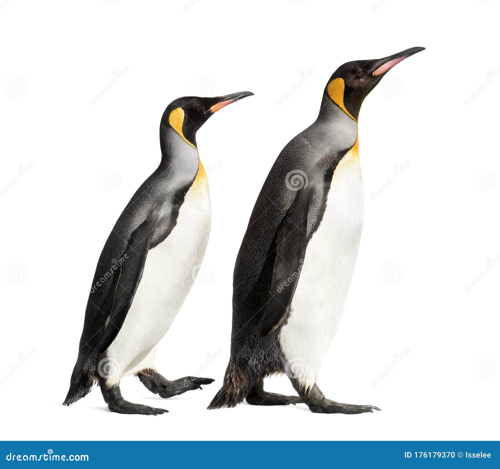 Side View of a King Penguin Walking, Isolated Stock Photo - Image of ...