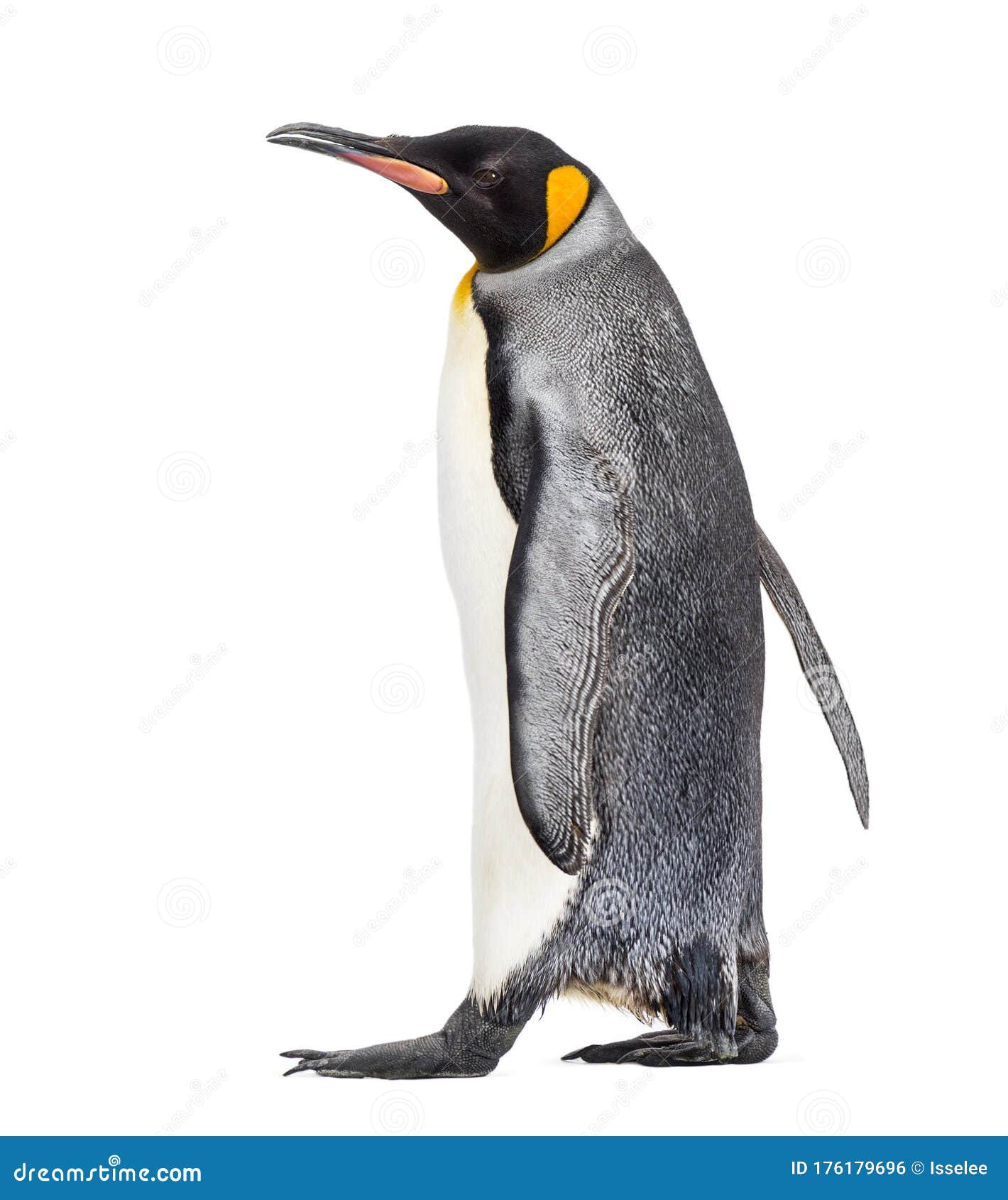 Side View of a King Penguin Walking, Isolated Stock Photo - Image of ...