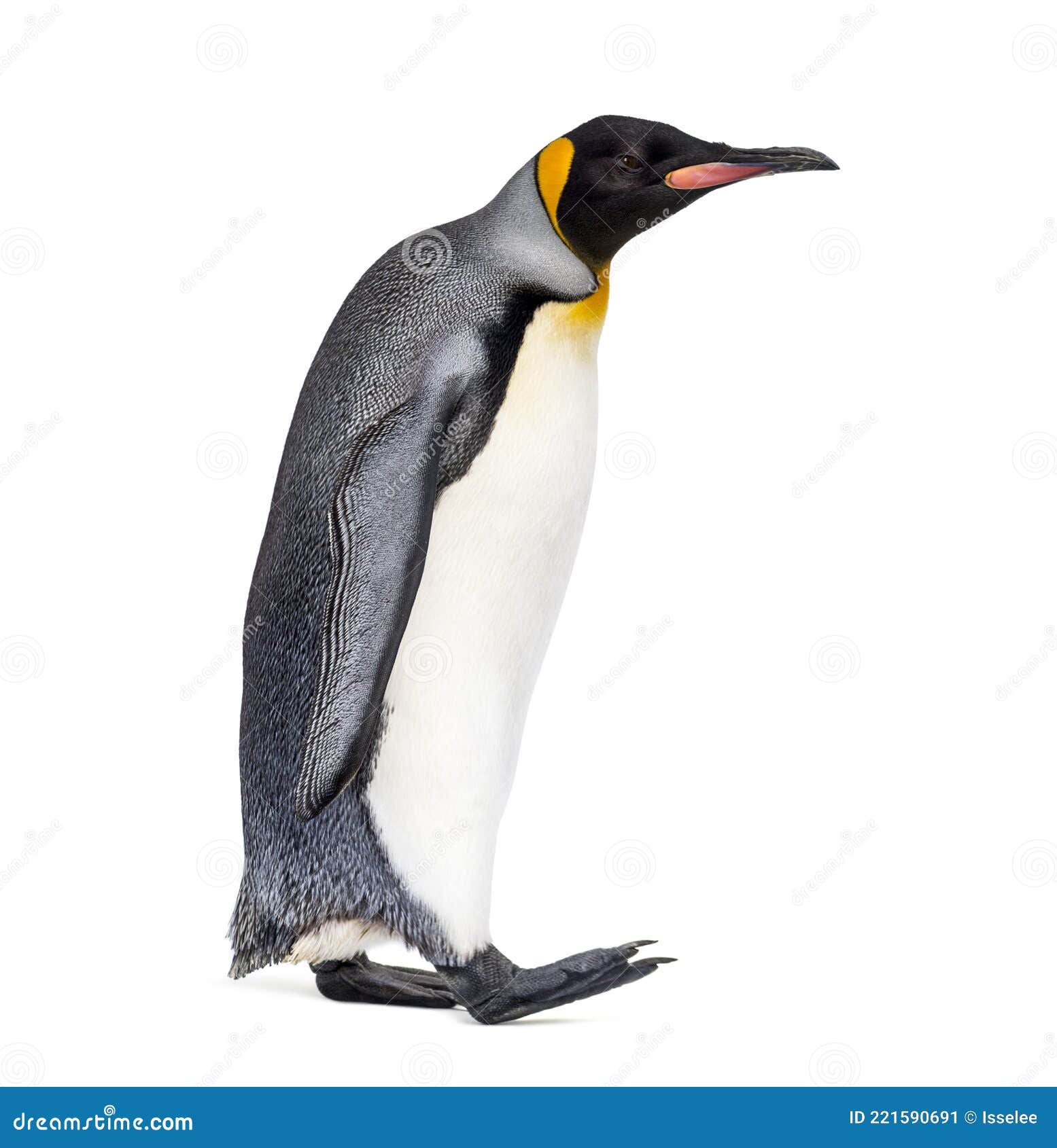 King Penguin Standing, Isolated Stock Image - Image of isolated, king ...