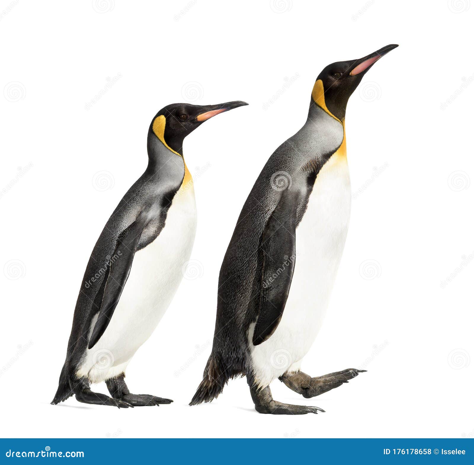 Side View of a King Penguin Walking, Isolated Stock Photo - Image of ...