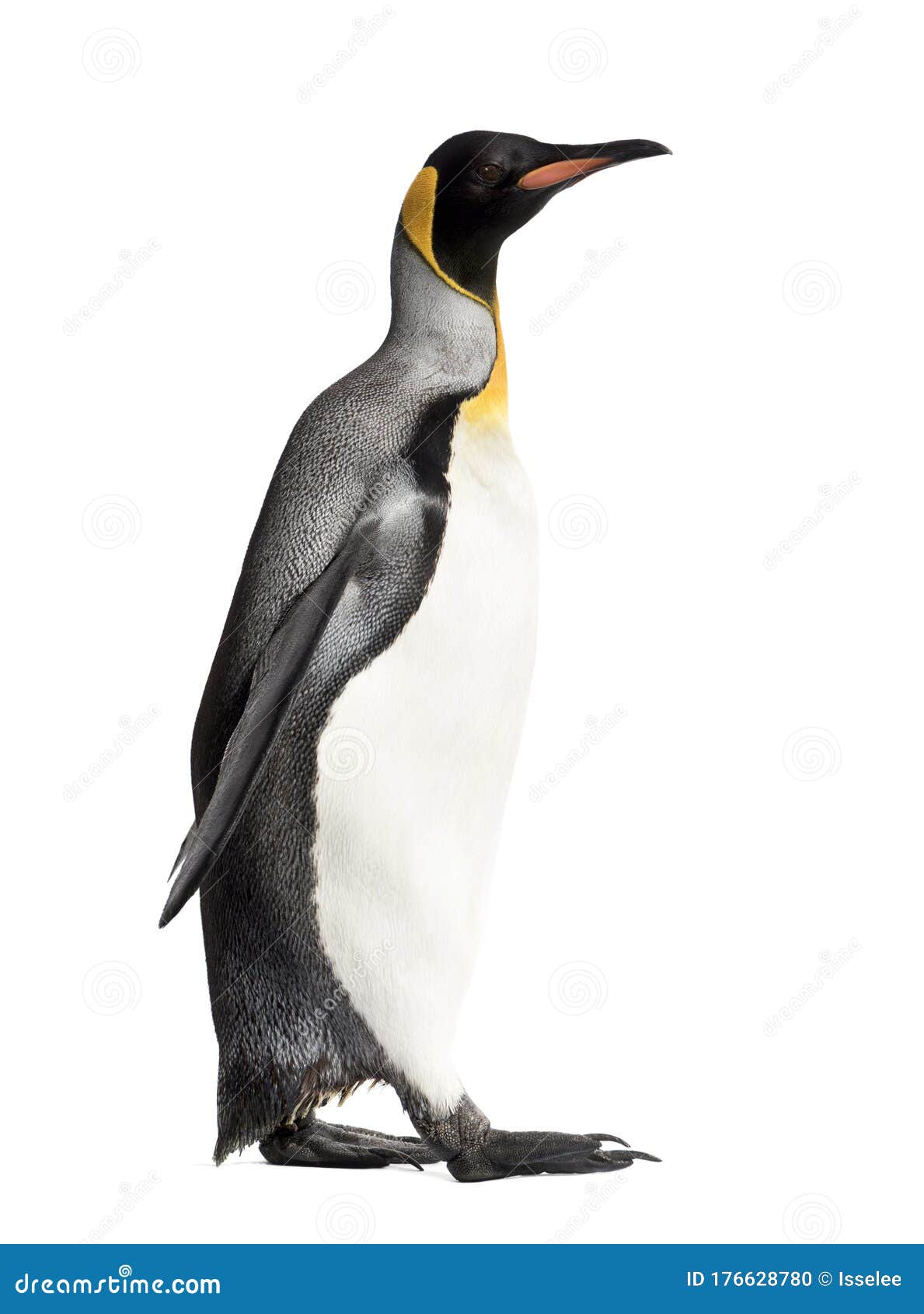 Side View of a King Penguin Walking, Isolated Stock Photo - Image of ...