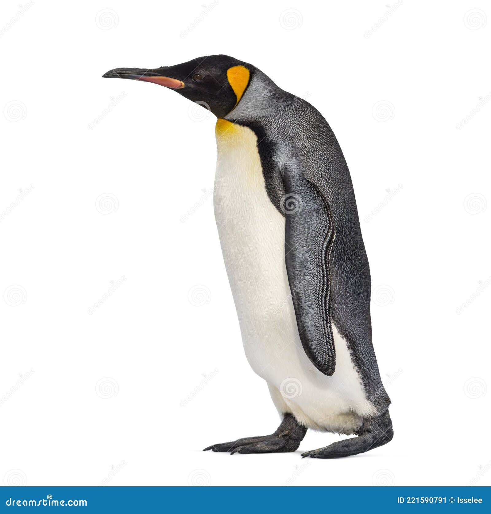 King Penguin Standing, Isolated Stock Image - Image of bird, studio ...