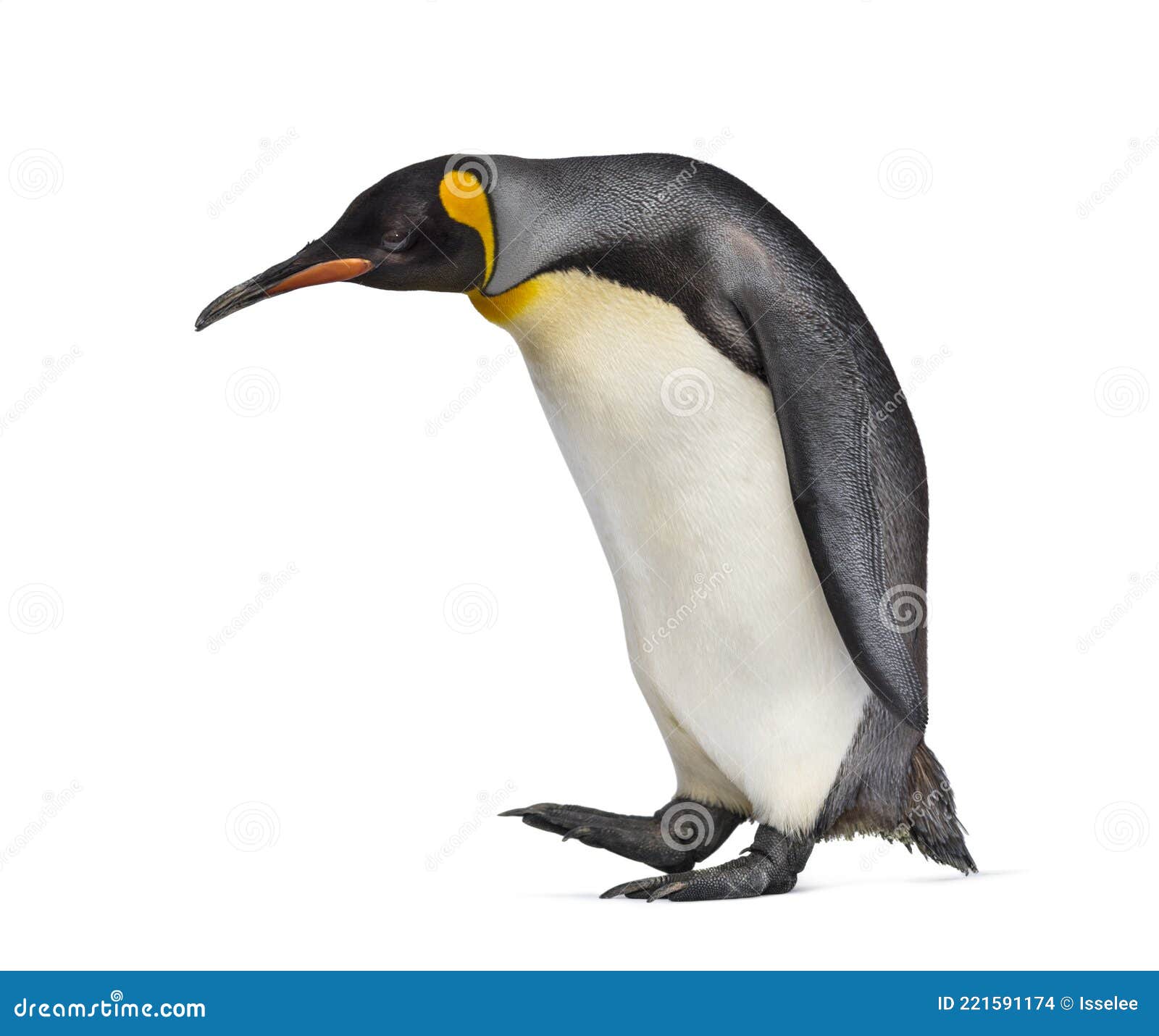 Side View of a King Penguin Walking Stock Photo - Image of side ...