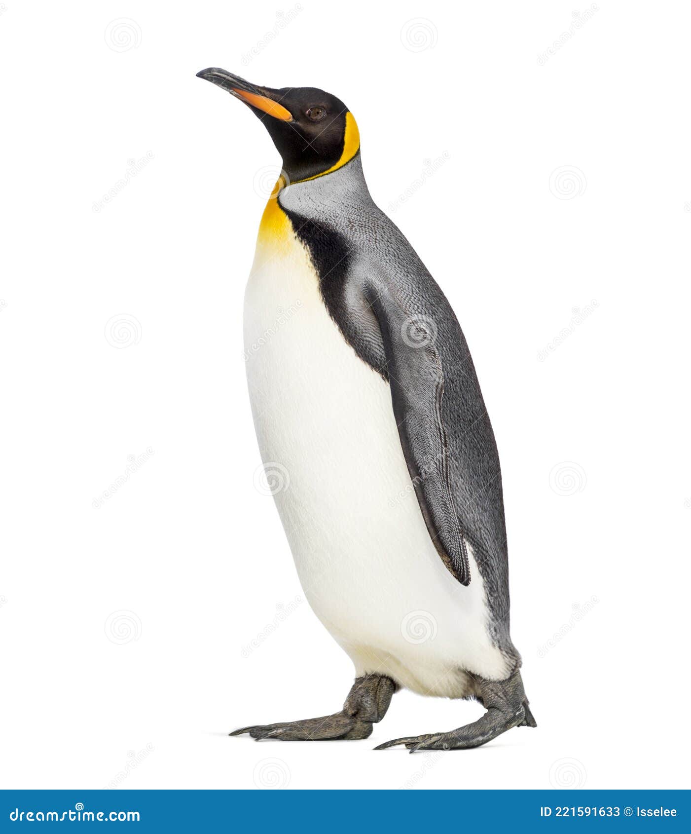 Side View of a King Penguin Walking Stock Image - Image of people, shot ...