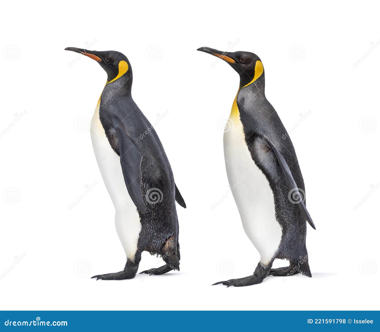 Side View of a King Penguin Walking Stock Photo - Image of king ...