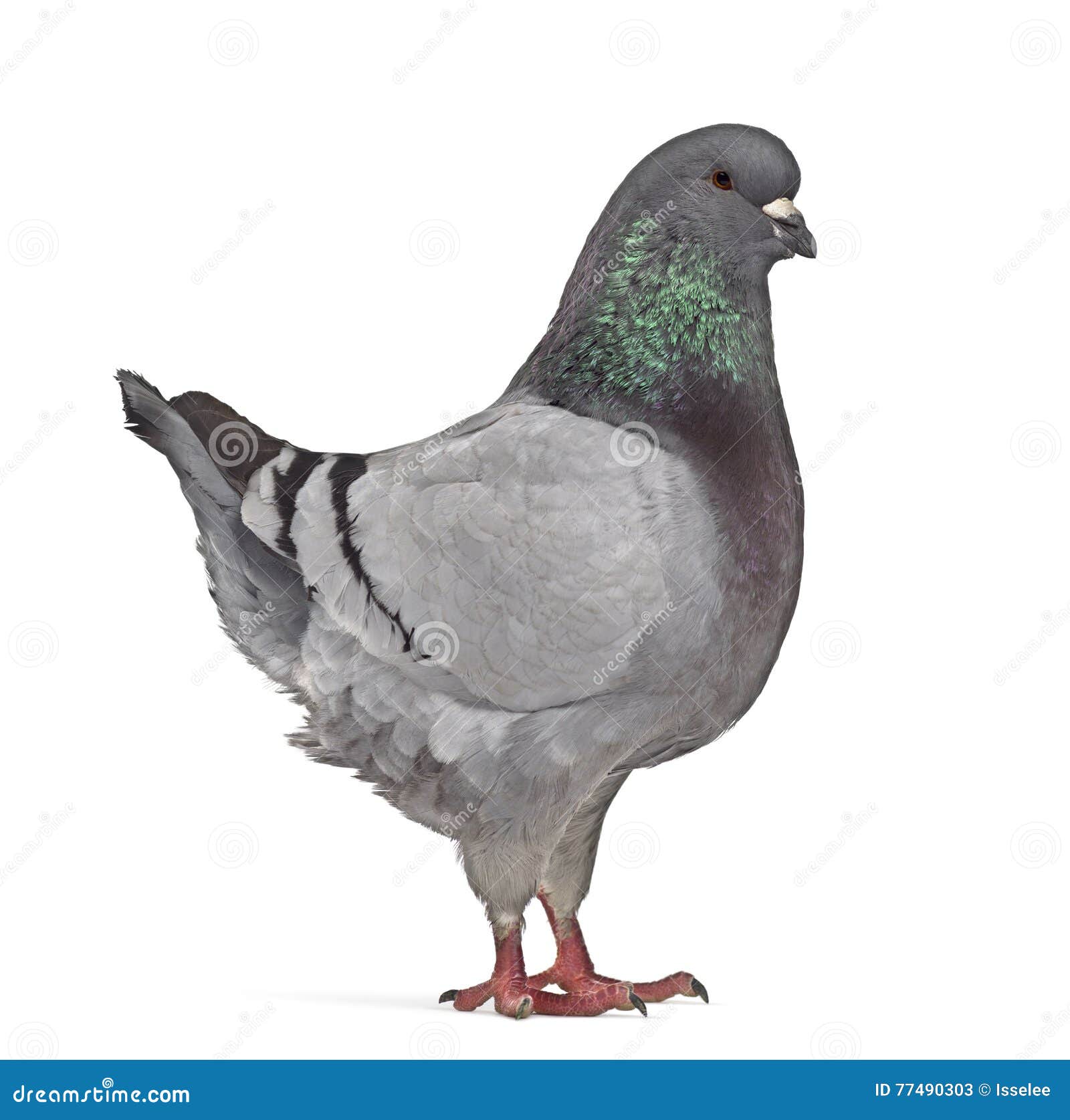 Side view of a King Pigeon stock image. Image of pigeon - 77490303