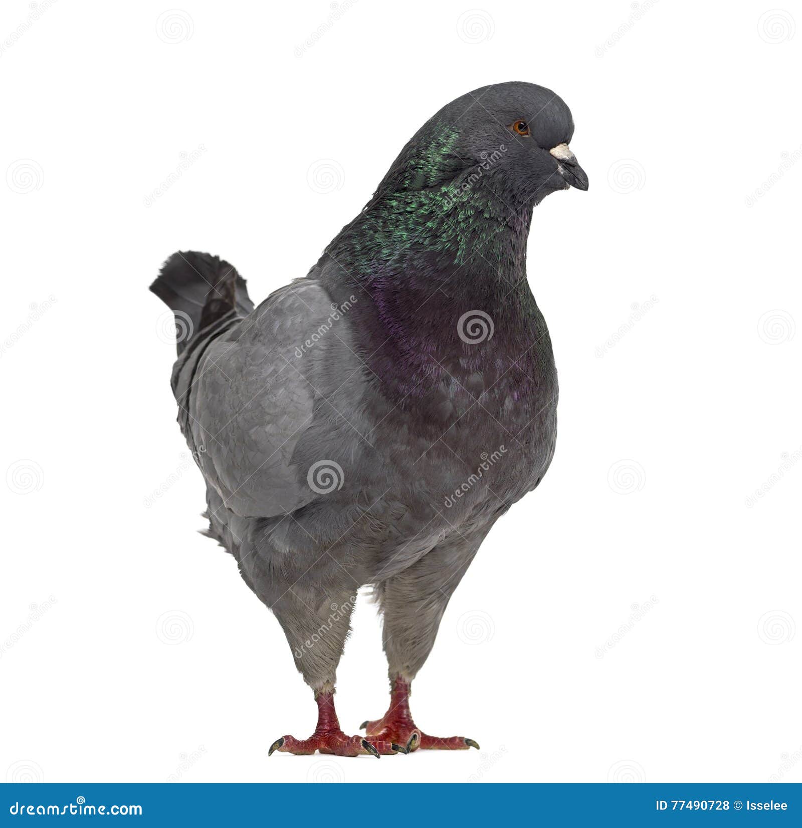 Side view of a King Pigeon stock photo. Image of animal - 77490728
