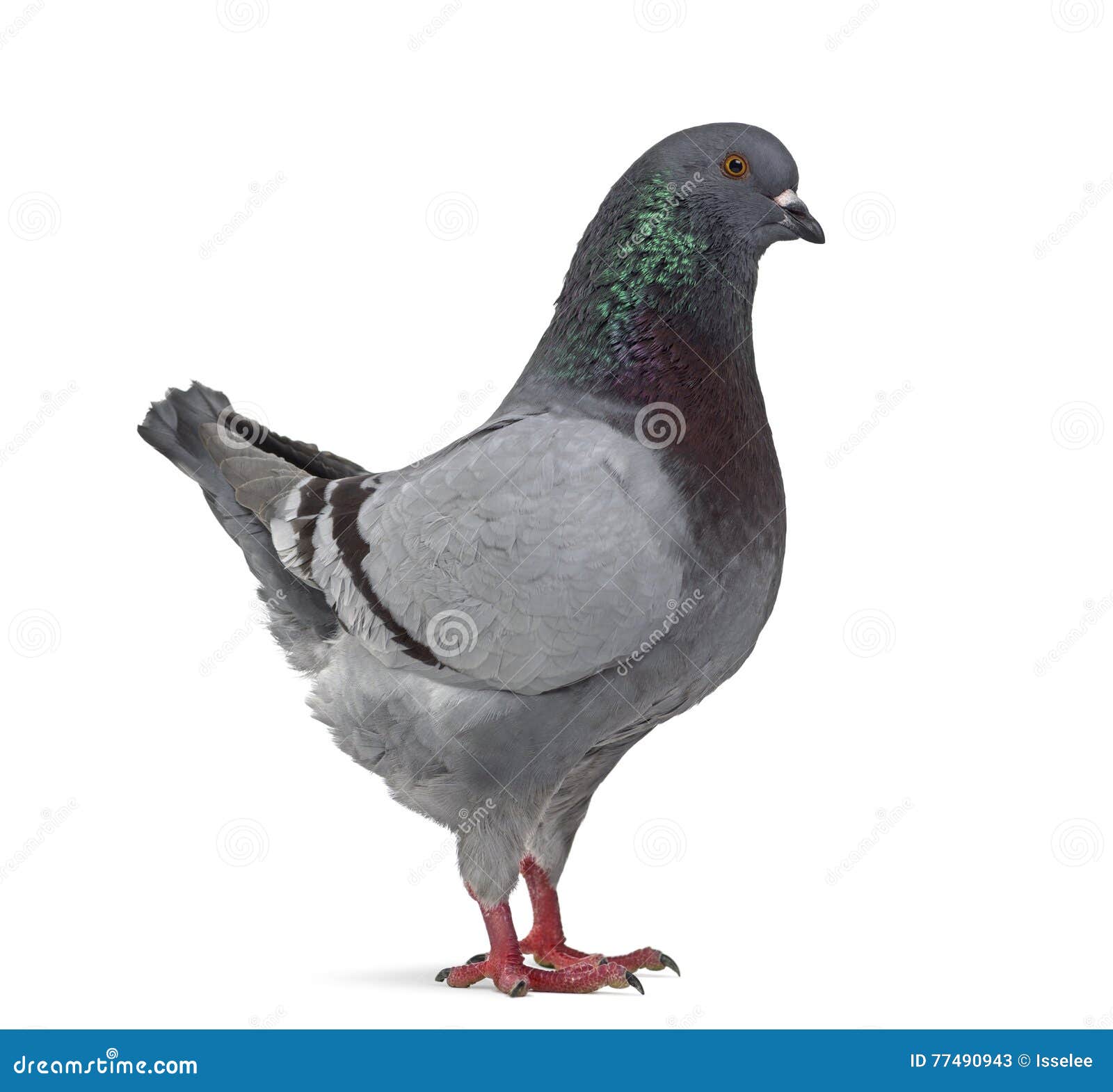 Side view of a King Pigeon stock image. Image of wild - 77490943