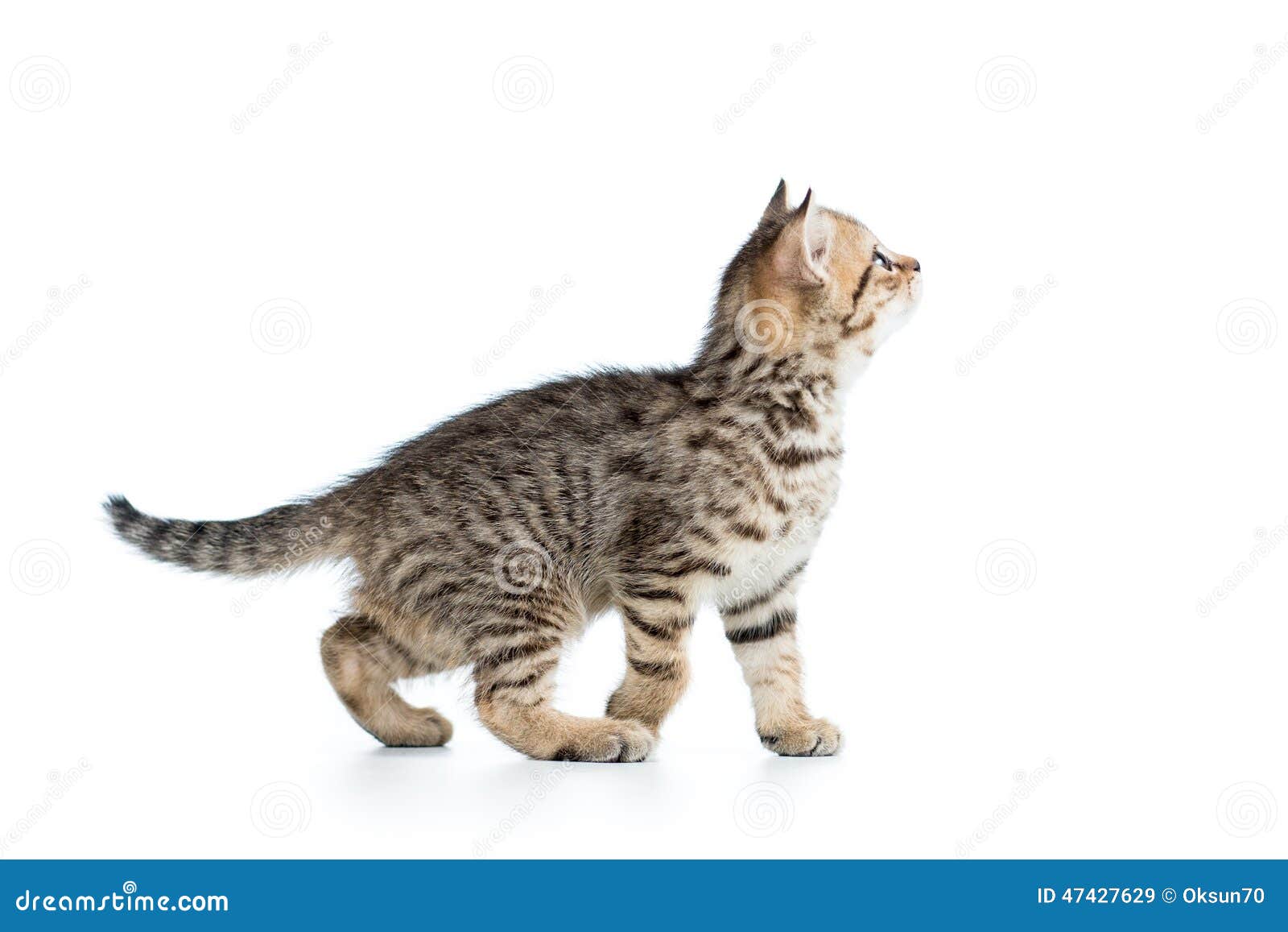 Side of View of Kitten Cat Isolated Stock Image - Image of jump, breed ...