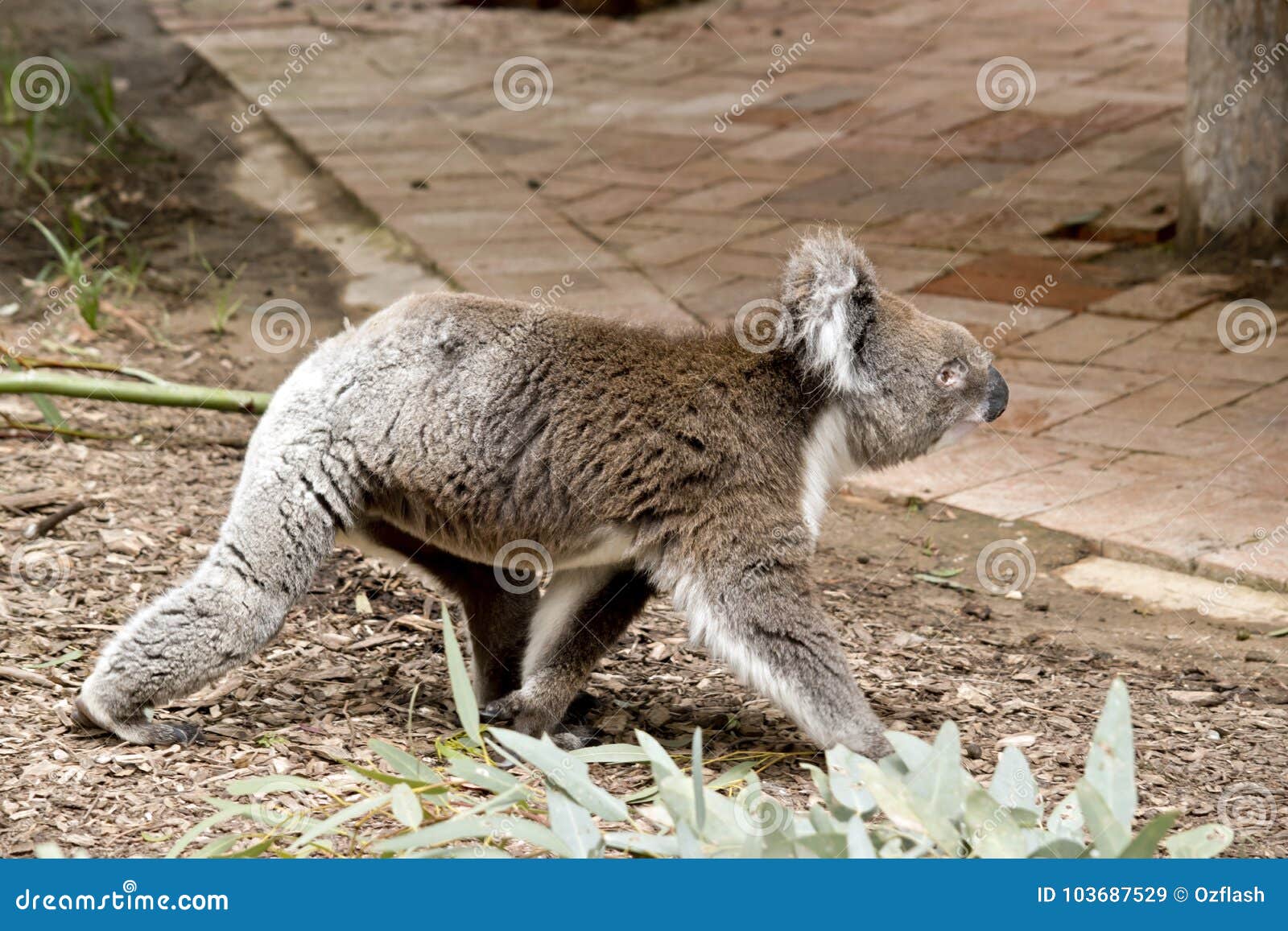 Koala side view stock image. Image of side, chest, bear - 103687529