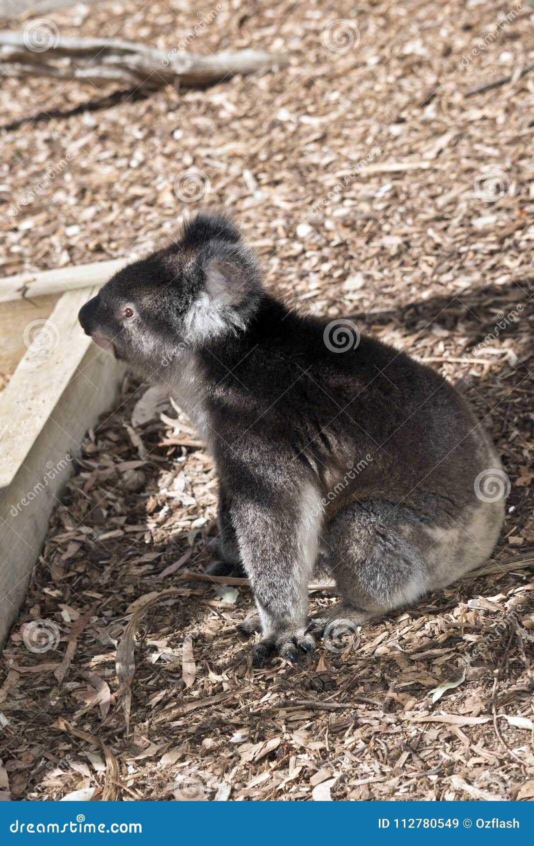 Koala side view stock image. Image of claws, australia - 112780549