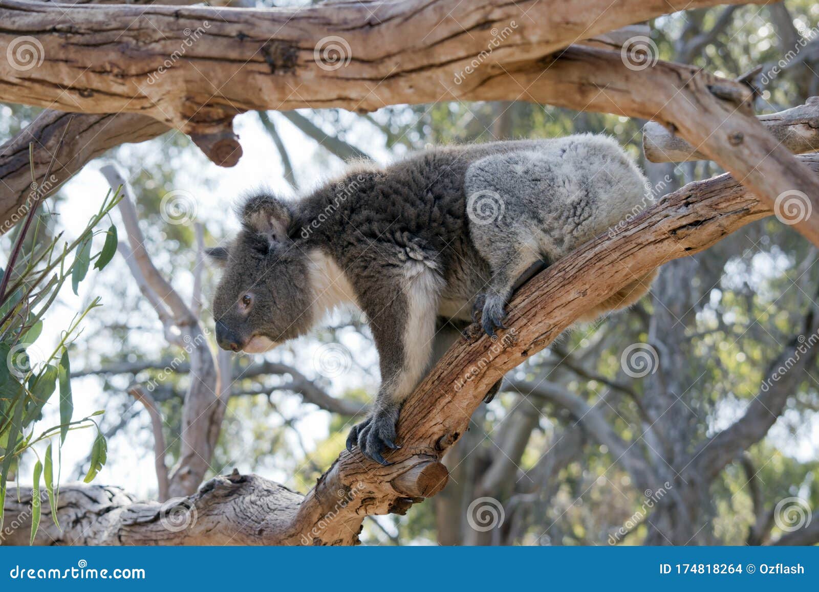 This is a Side View of a Koala Stock Photo - Image of koala, grey ...