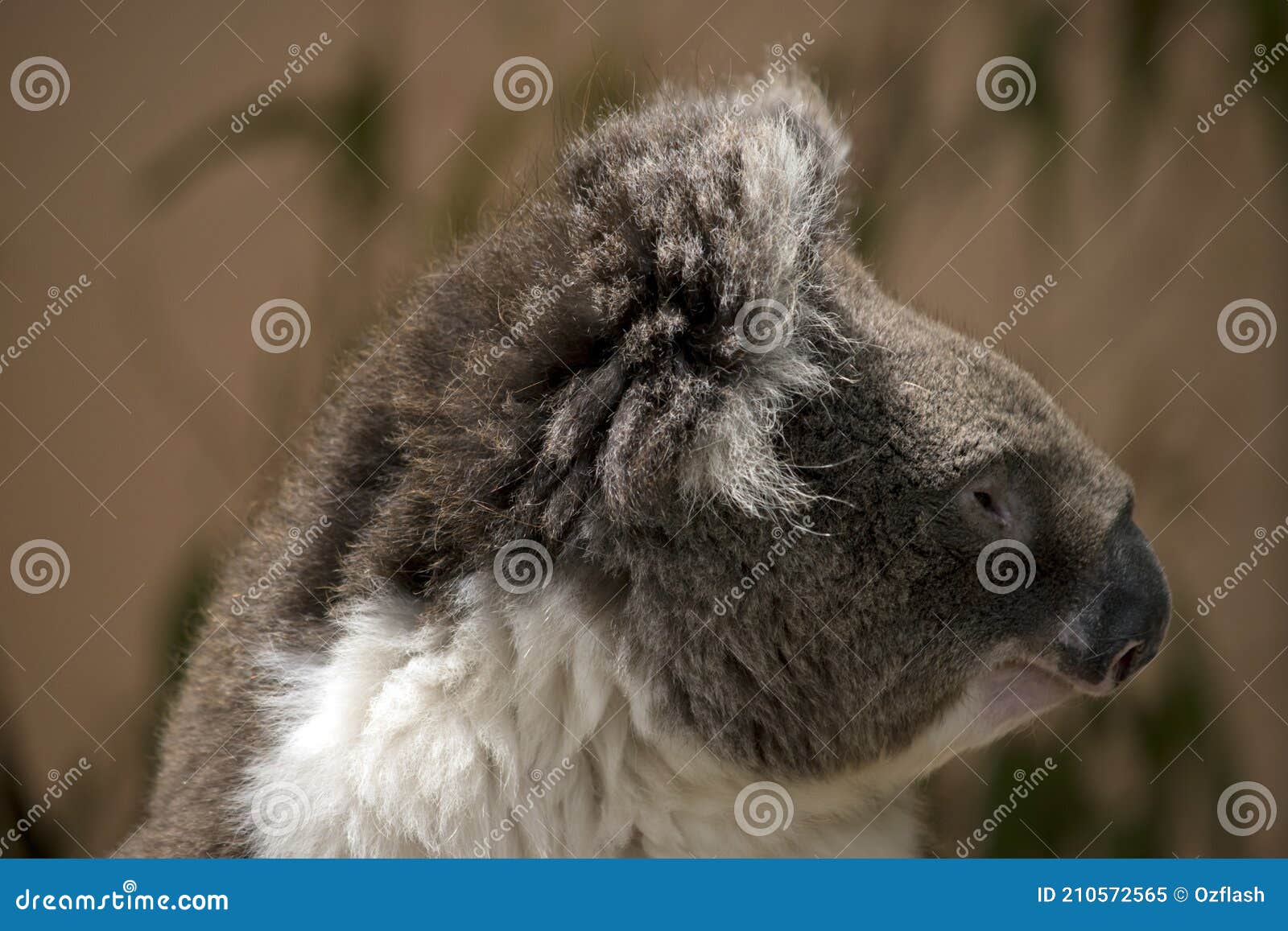 This is a Side View of a Koala Stock Image - Image of koala, nose ...