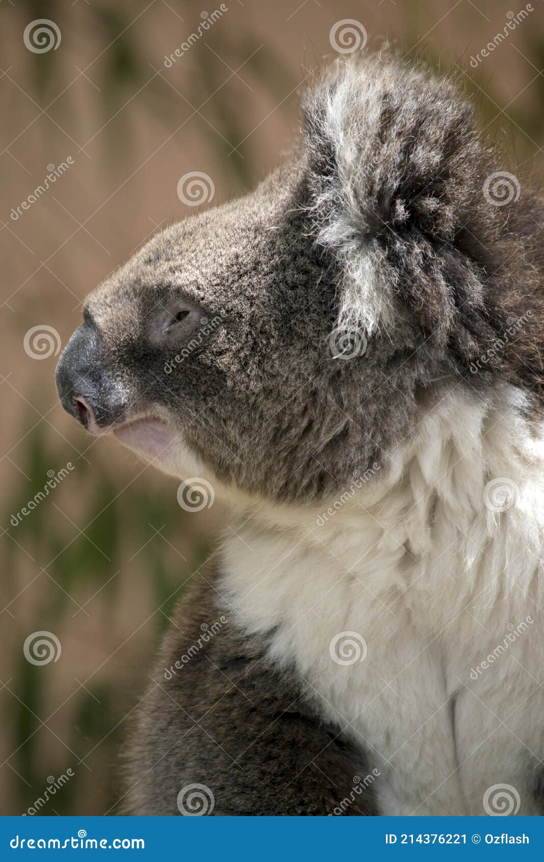 This is a Side View of a Koala Stock Image - Image of wildlife ...