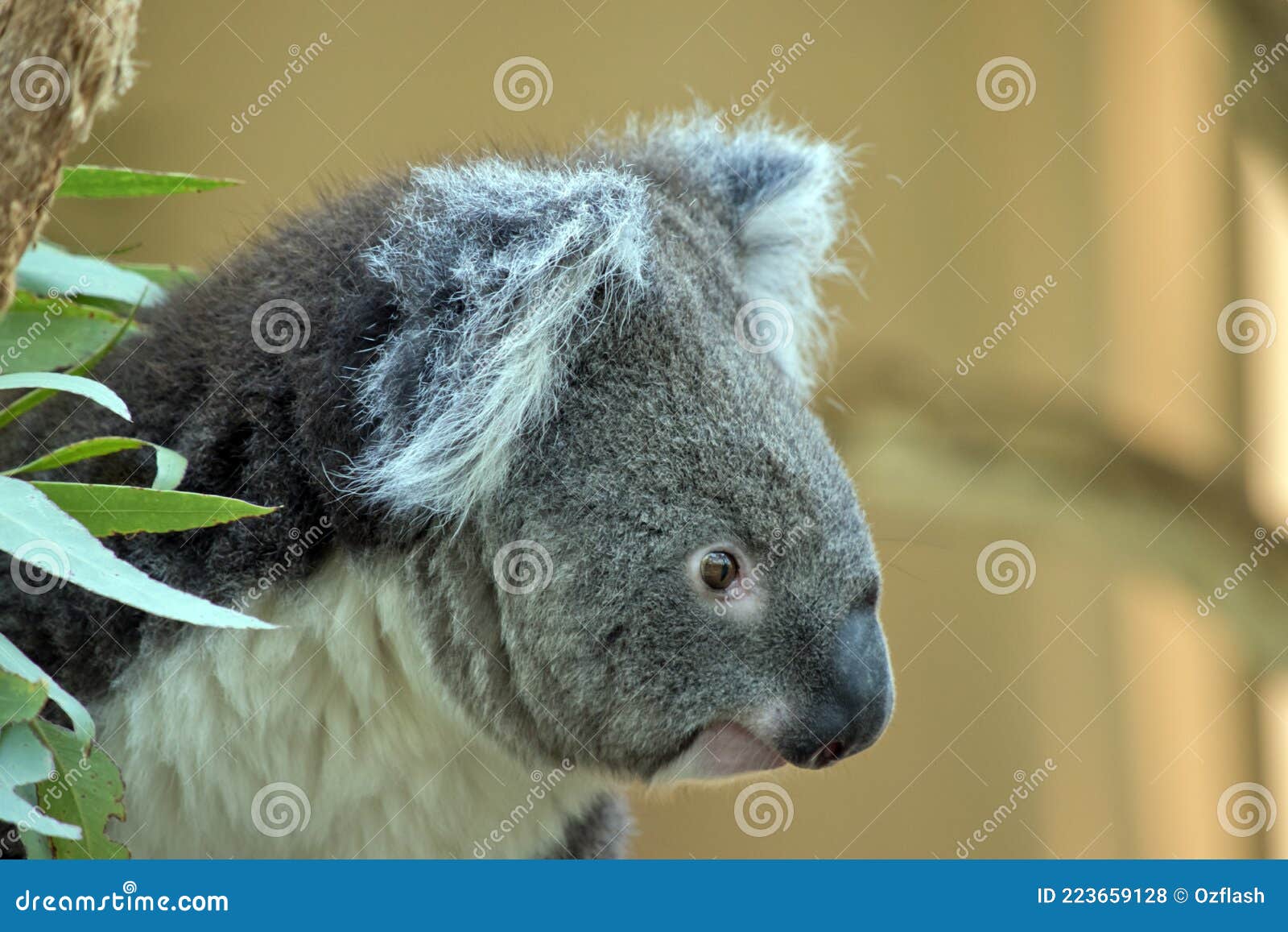 This is a Side View of a Koala Stock Photo - Image of australian, cute ...