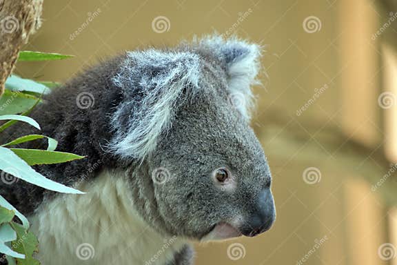 This is a Side View of a Koala Stock Photo - Image of australian, cute ...
