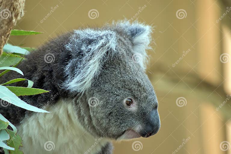 This is a Side View of a Koala Stock Photo - Image of australian, cute ...