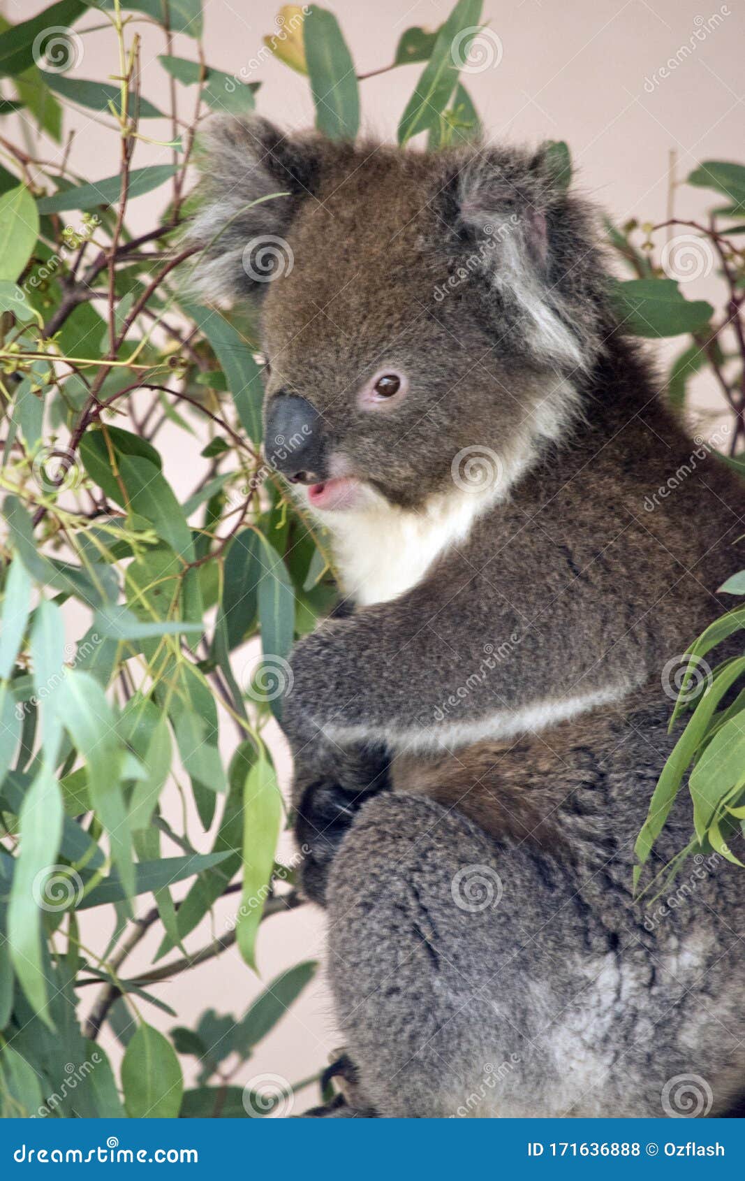 This is a Side View of a Koala Stock Photo - Image of mammal, australia ...