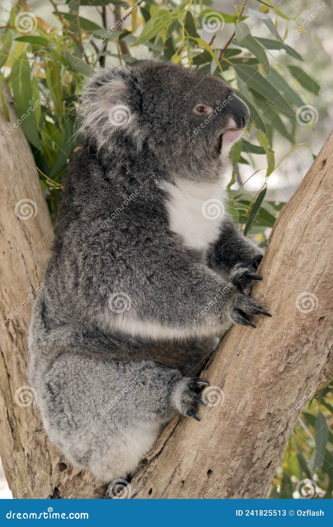 This is a Side View of a Koala Stock Image - Image of tree, white ...