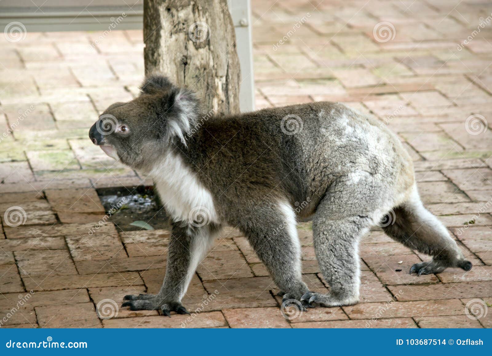 Koala walking side view stock photo. Image of claws - 103687514