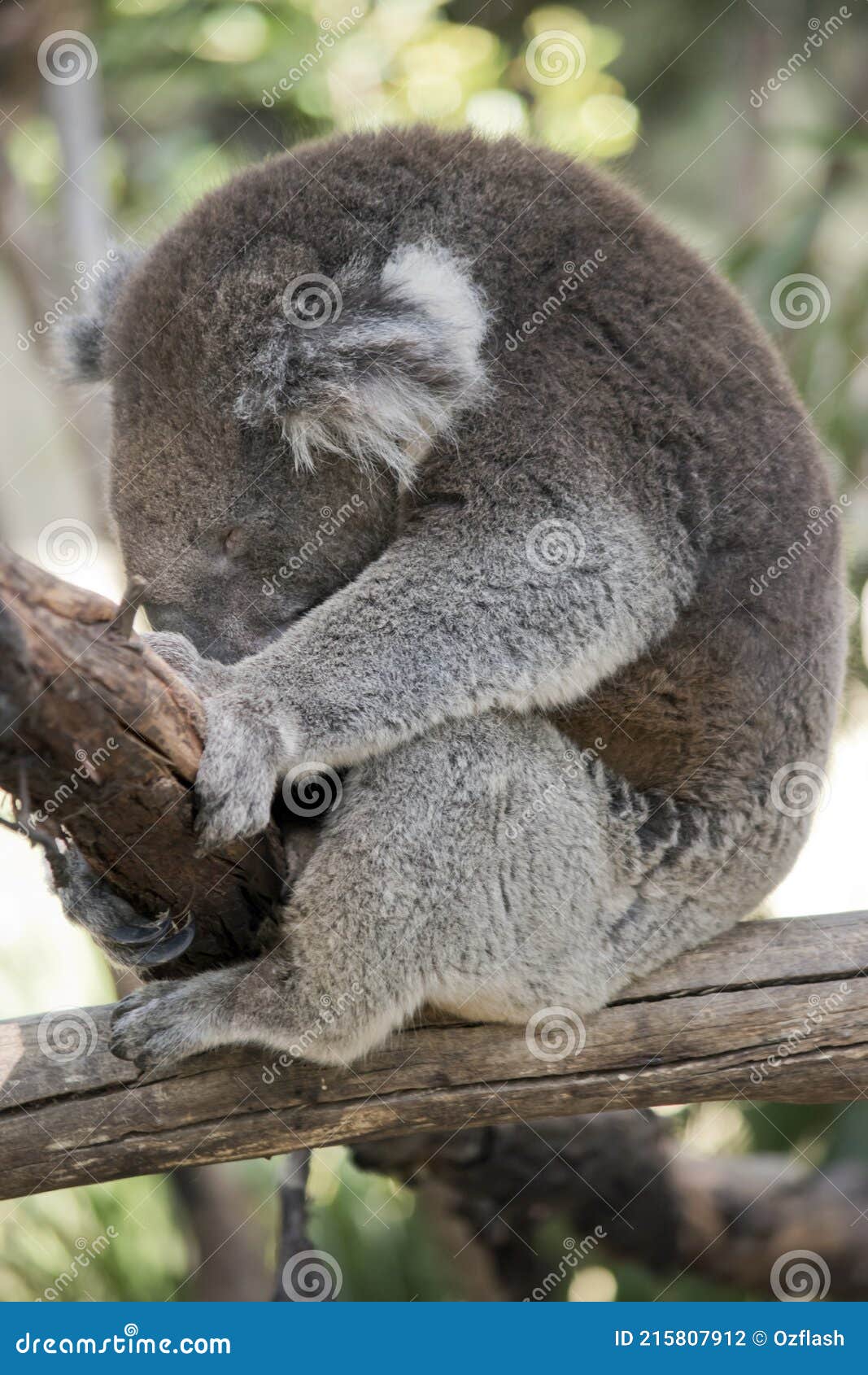 This is a Side View of a Koala Resting Stock Photo - Image of ...