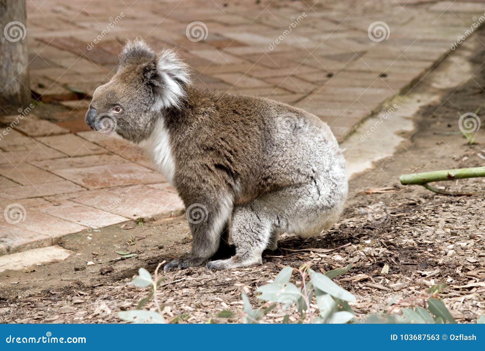 Koala sitting relaxing stock image. Image of sitting - 103687563