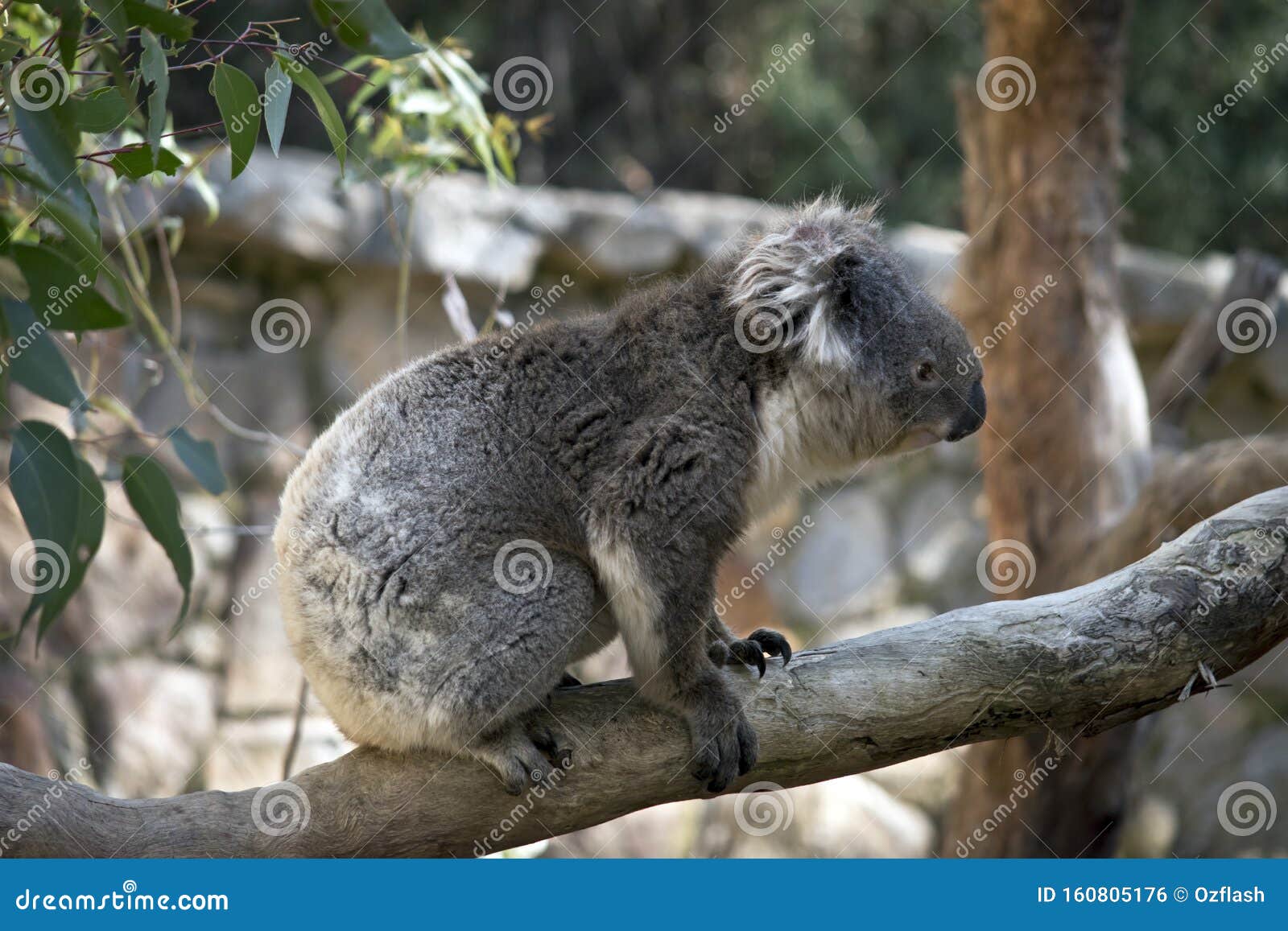 This is a Side View of a Koala Stock Photo - Image of fluffy, brown ...