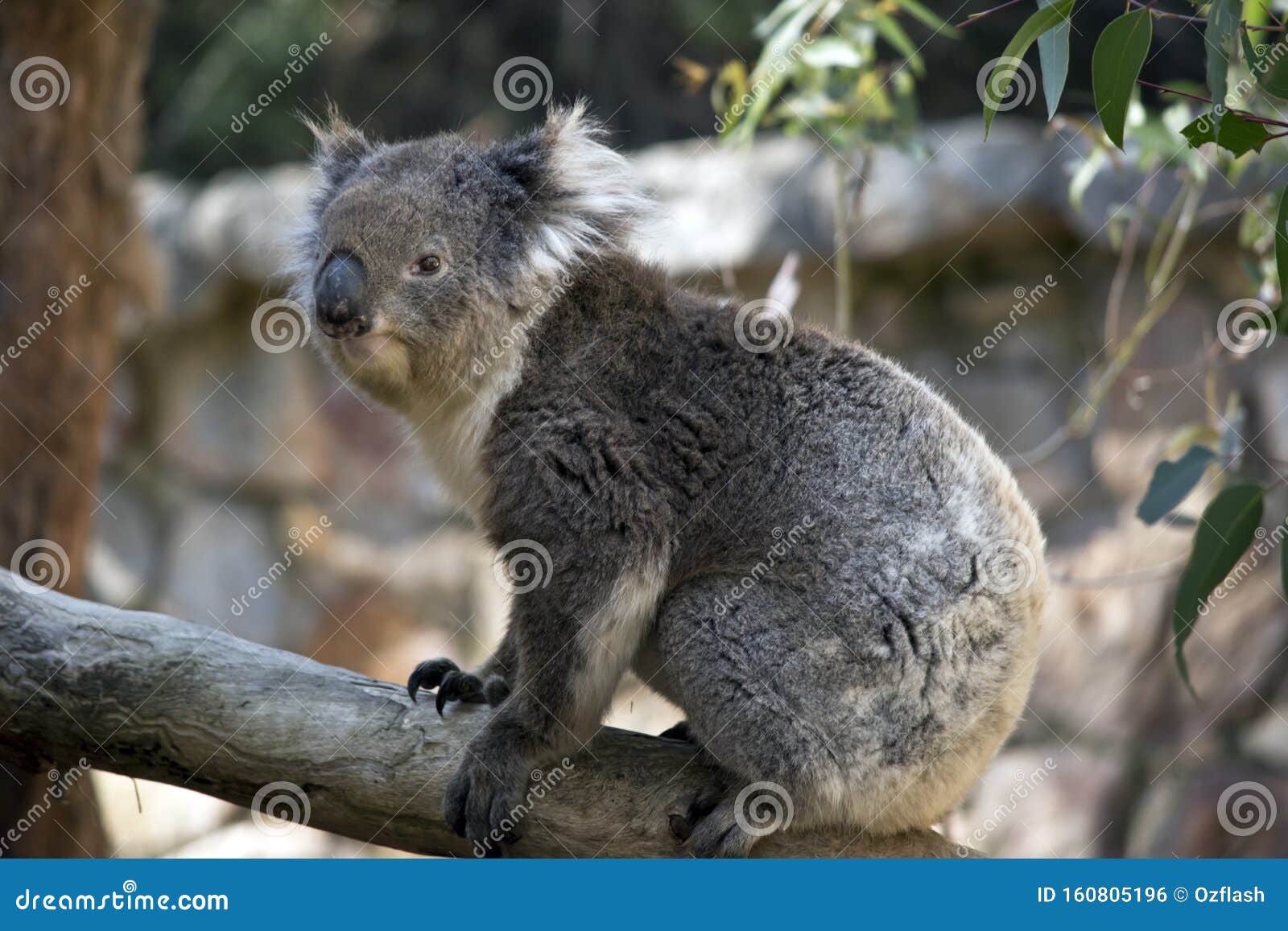 This is a Side View of a Koala Stock Photo - Image of joey, fauna ...