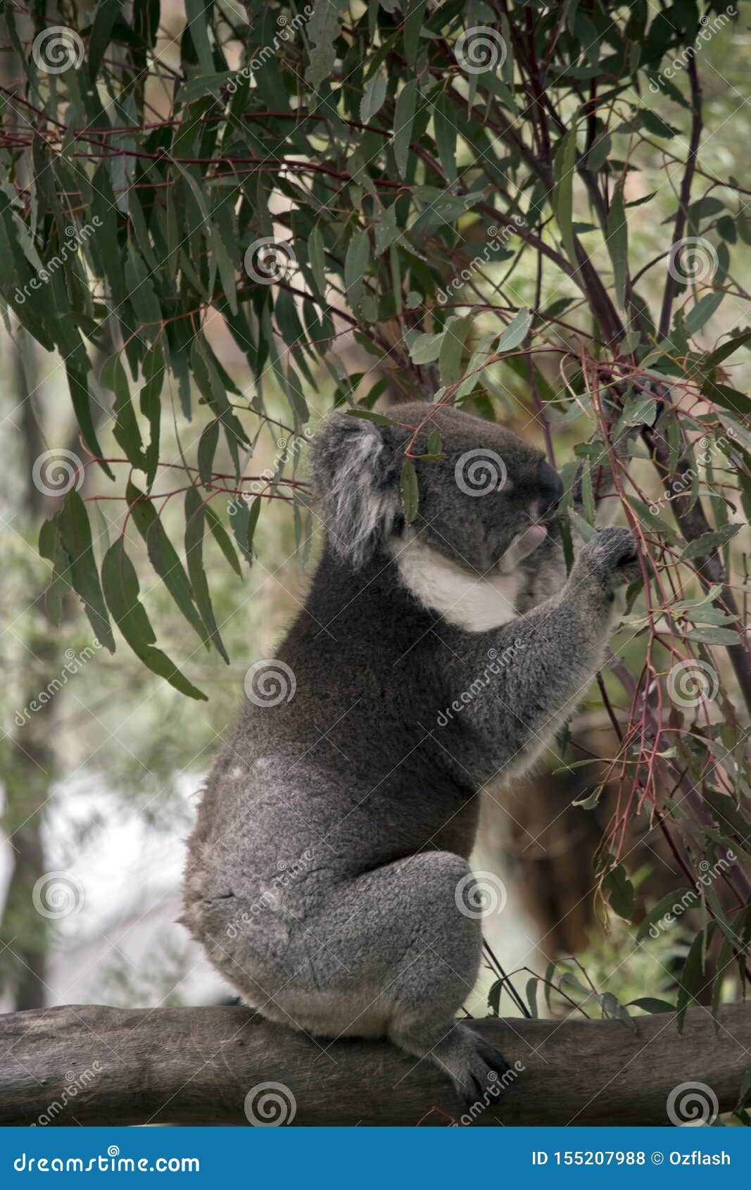 A side view of a koala stock photo. Image of cute, white - 155207988