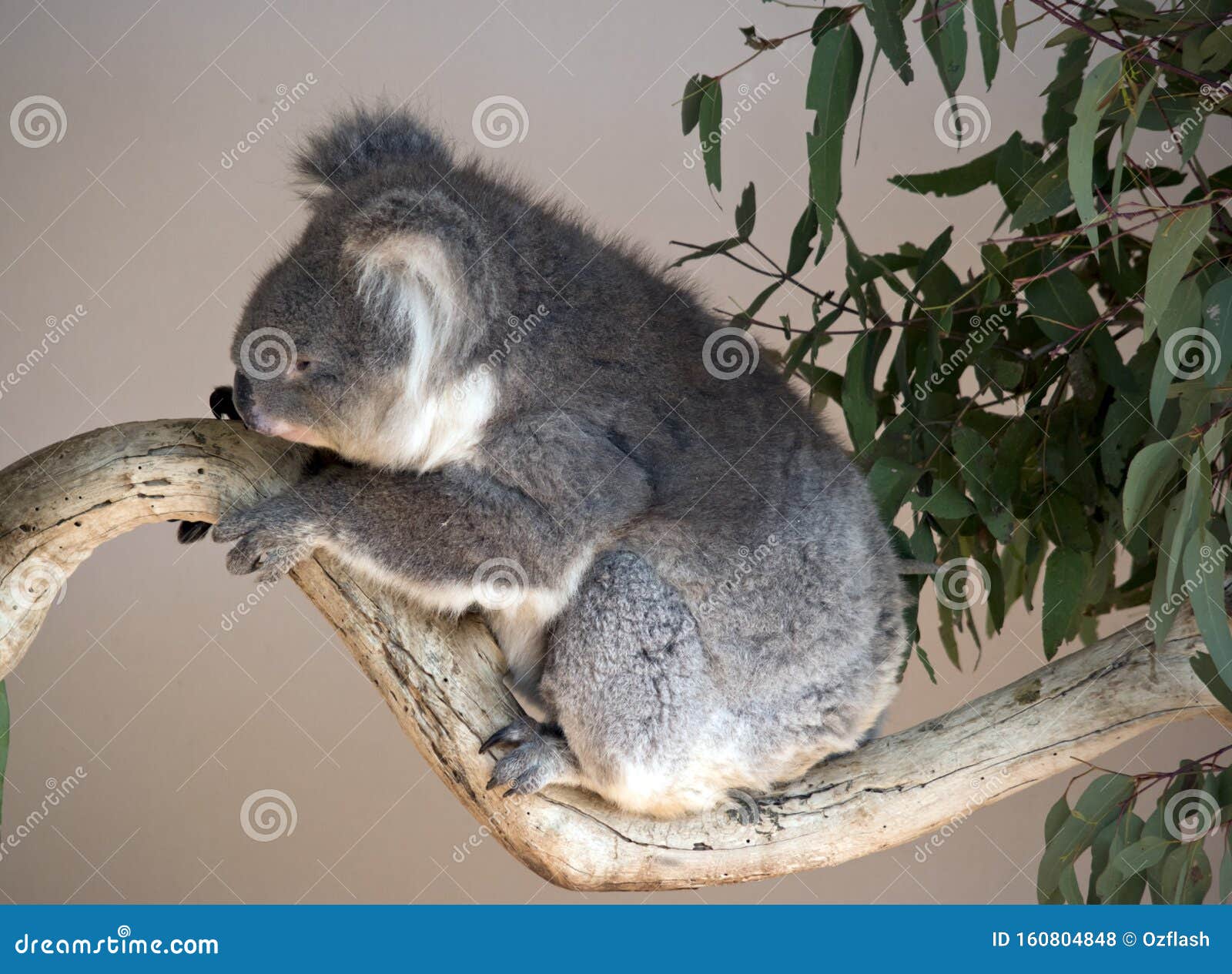 This is a Side View of a Koala Stock Photo - Image of fluffy, cuddly ...