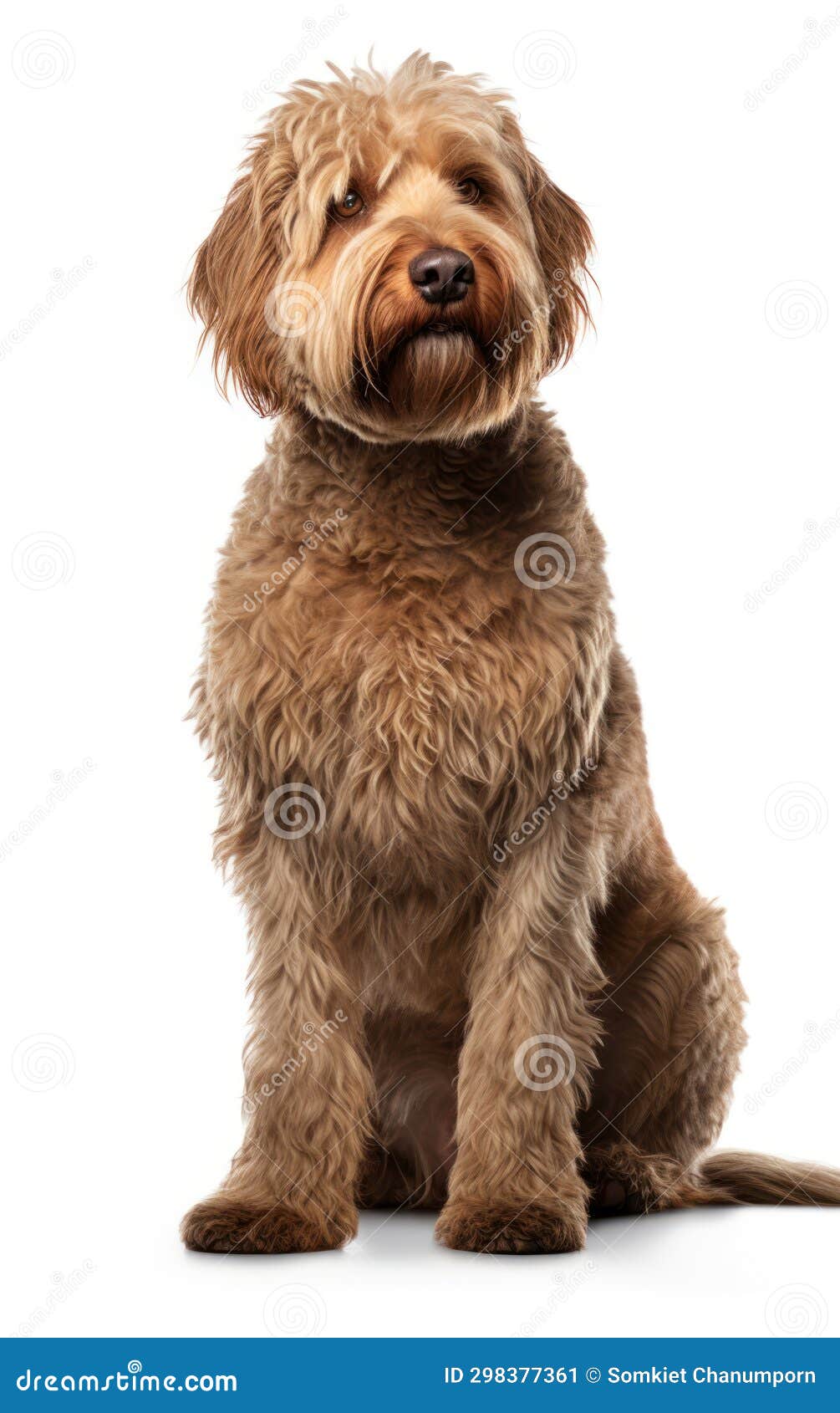 Side View of a Labradoodle Dog Sitting at the Camera in Front Isolated ...
