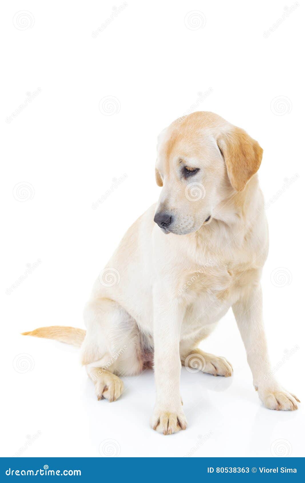 Side View of a Labrador Retriever Dog Looking Back Stock Image - Image ...