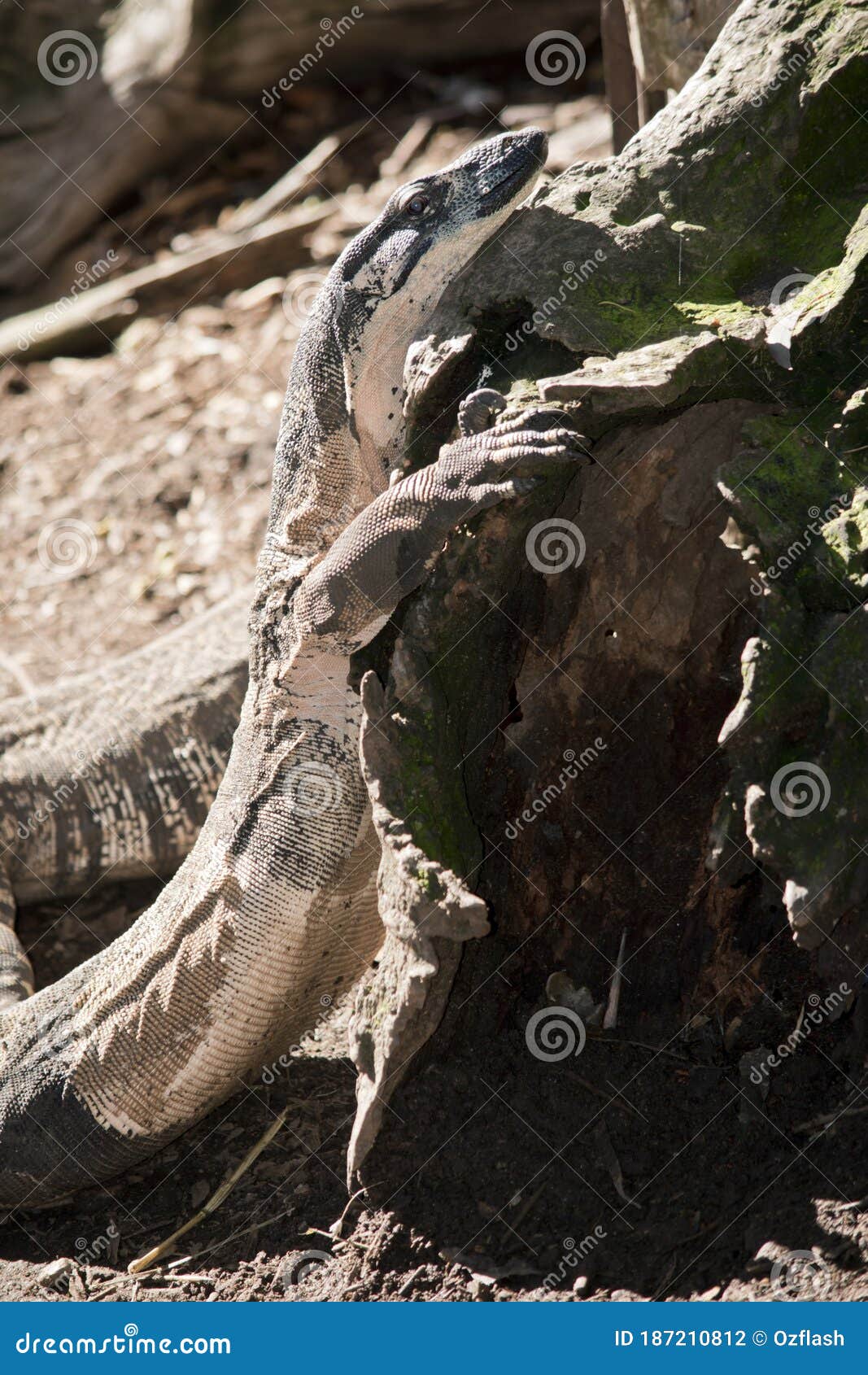 This is Side View of a Lace Lizard Stock Photo - Image of tree ...