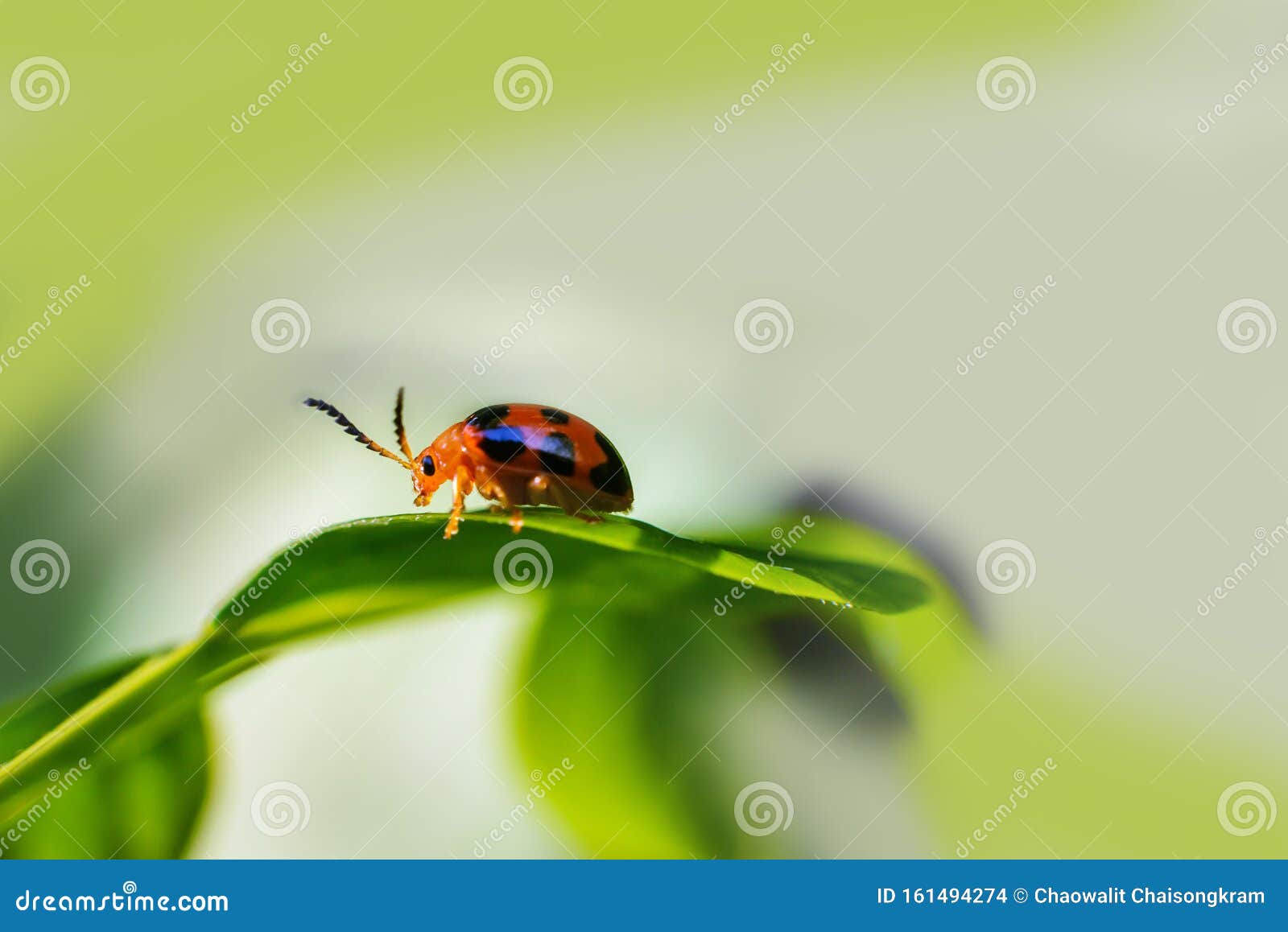 Side View of Ladybug on Green Leaf Stock Photo - Image of good ...