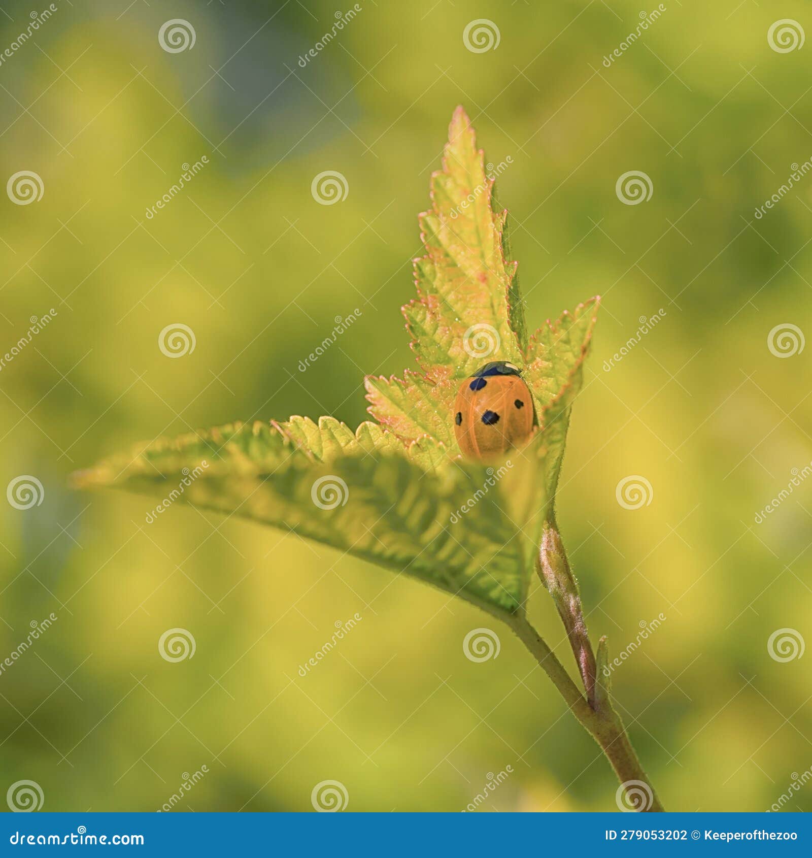 Side View Ladybug Sitting on a Leaf Stock Photo - Image of leaf ...