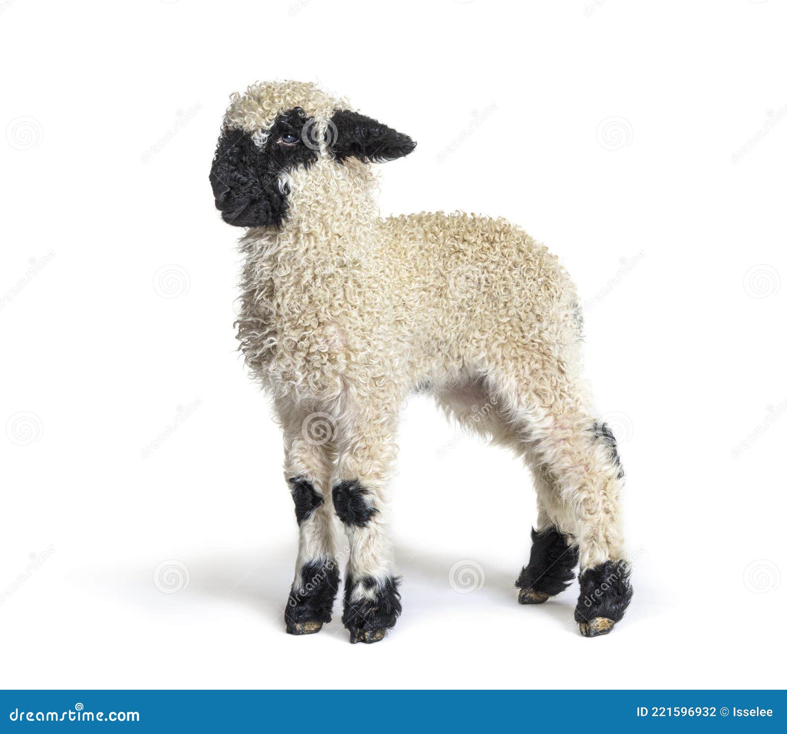 Side View of a Lamb Blacknose Sheep Three Weeks Old Stock Photo - Image ...