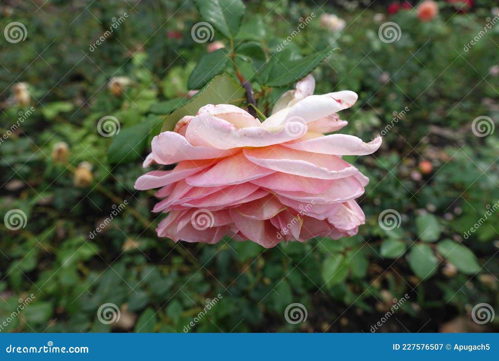 Side View of Large Light Pink Flower of Rose Stock Image - Image of ...