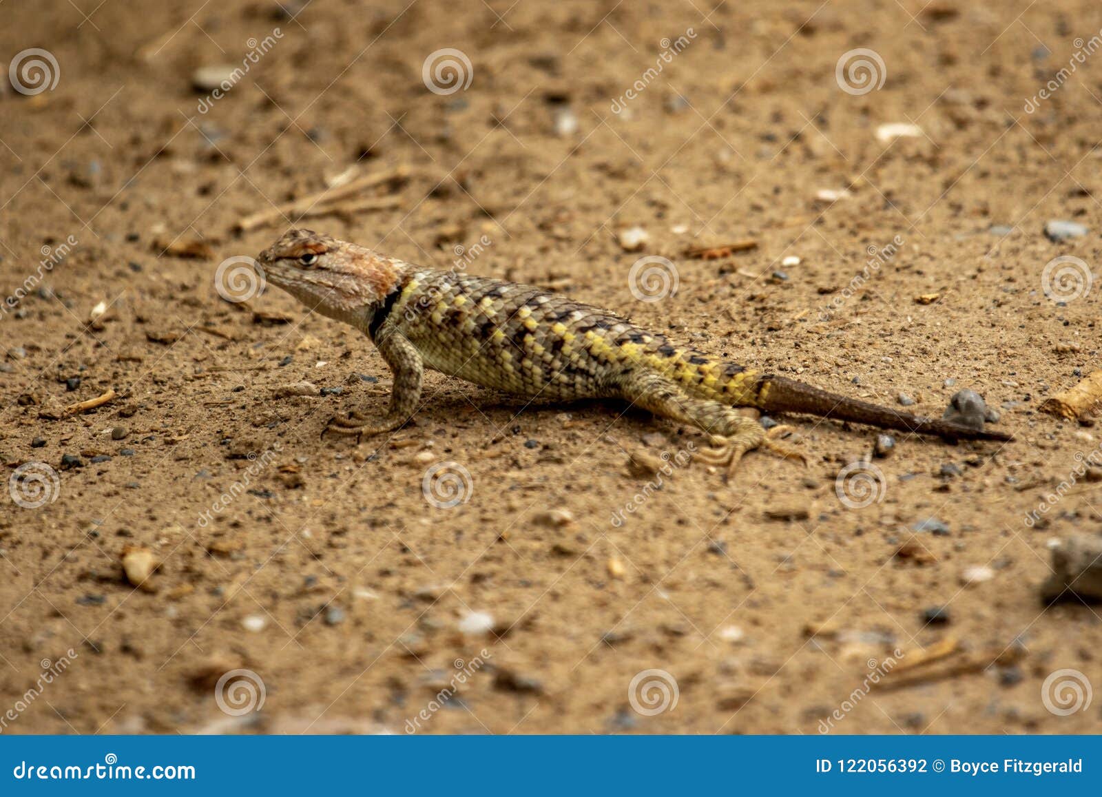 Side View of a Large Lizard in the Nevada Desert Stock Photo - Image of ...