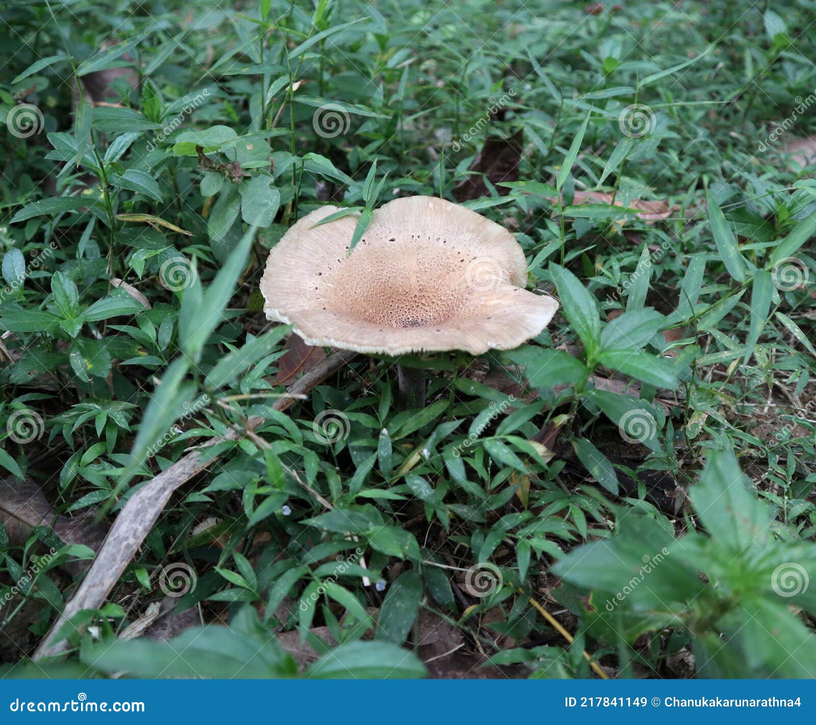Side View of a Large Mushroom with Green Grass on the Ground Stock ...