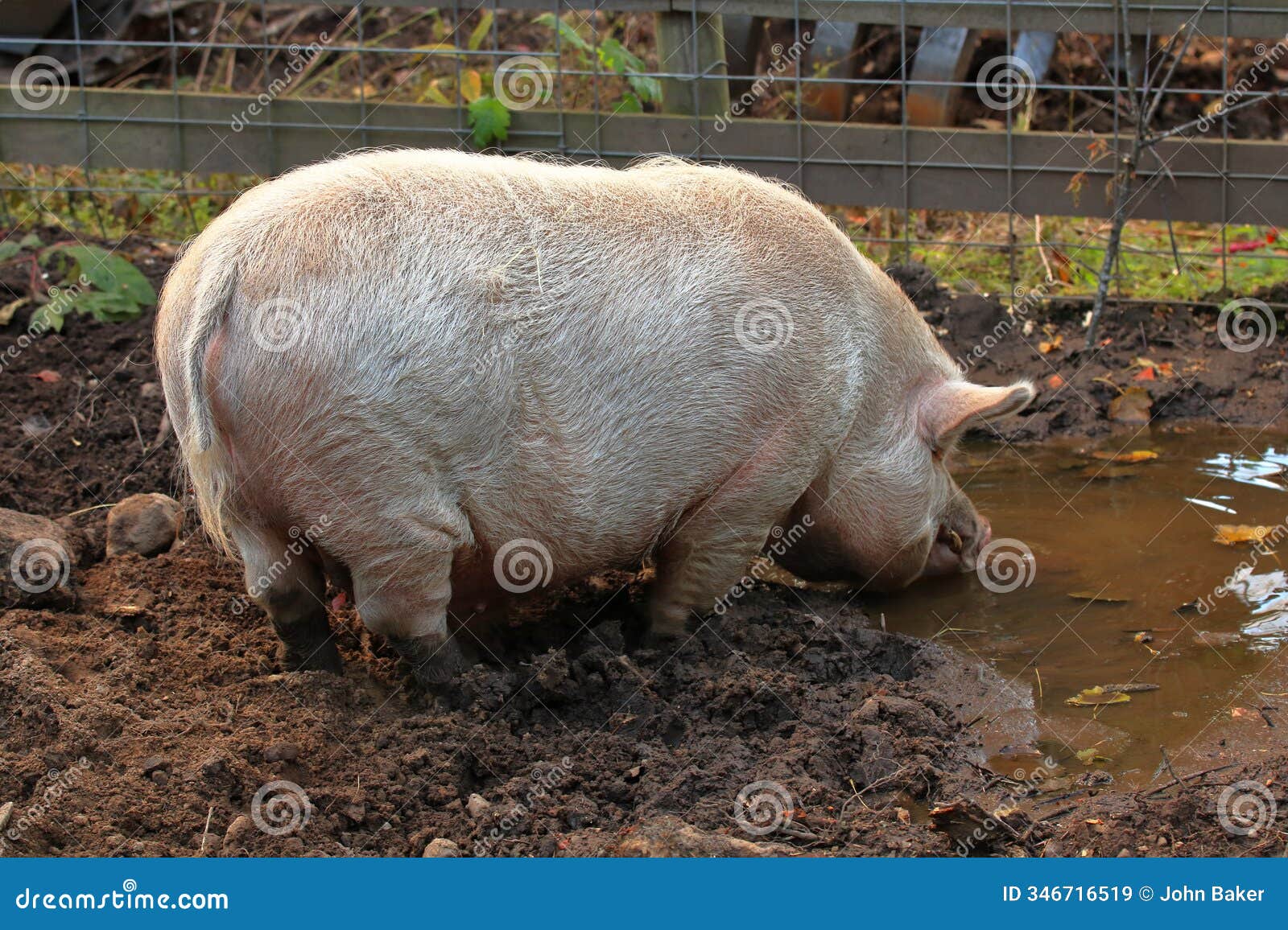 Large White Pig Roaming through the Mud in Its Pasture Stock Image ...