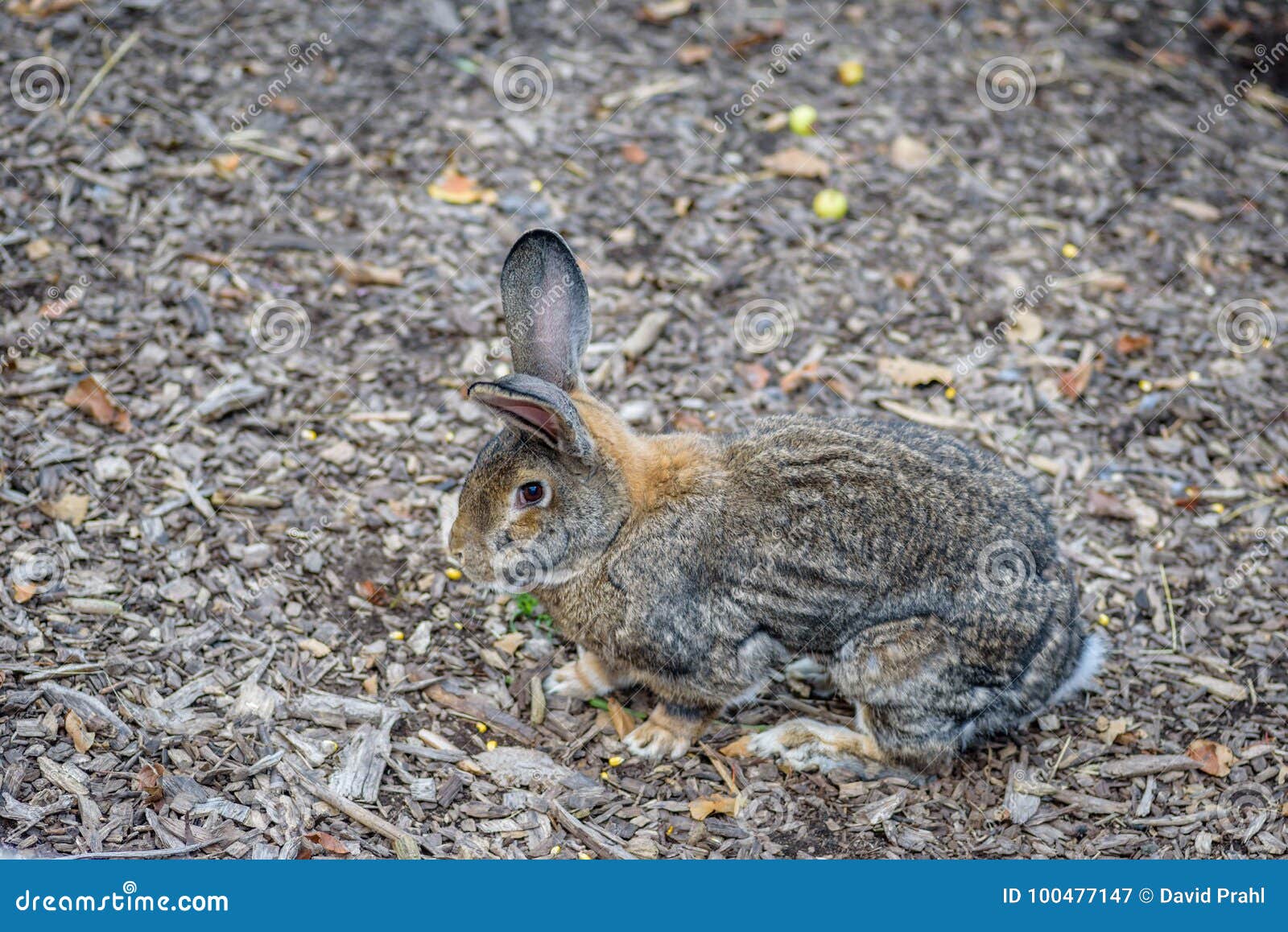 Side View of Large Rabbit with Long Ears Outside Stock Image - Image of ...