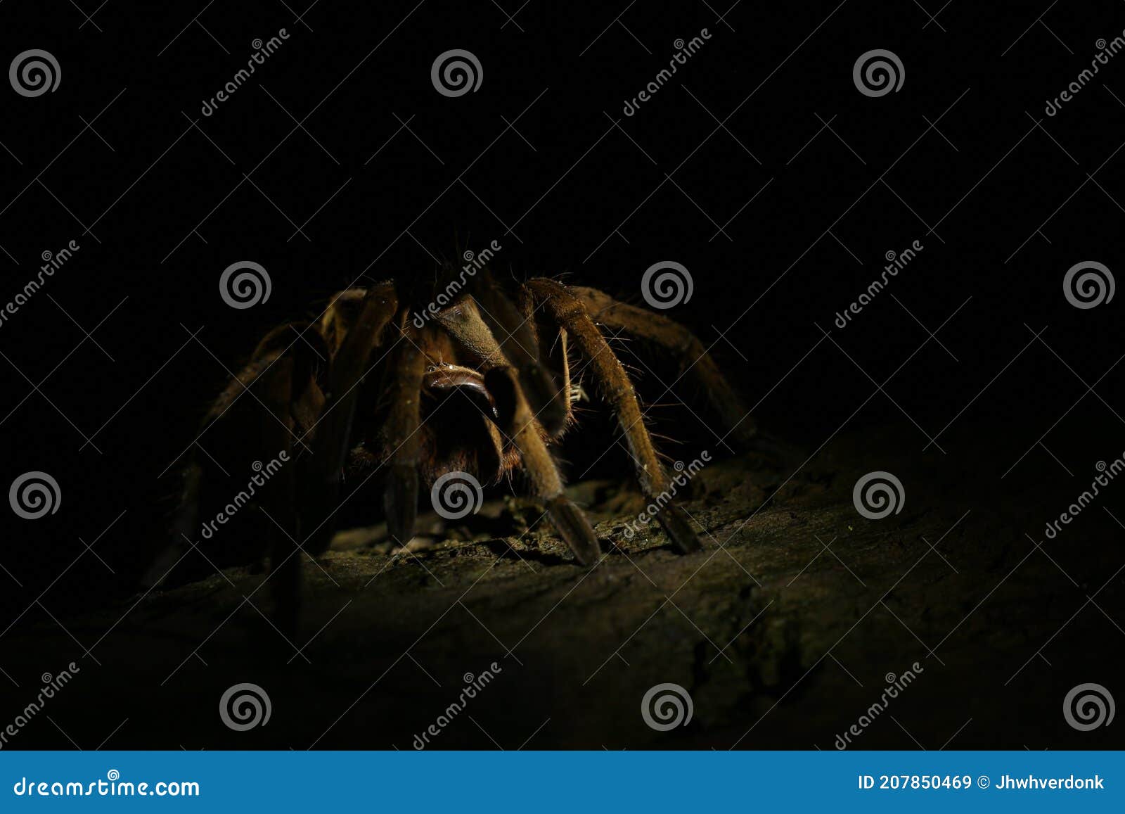 Side View of a Large Tarantula Covered in the Shadows and Ready To ...