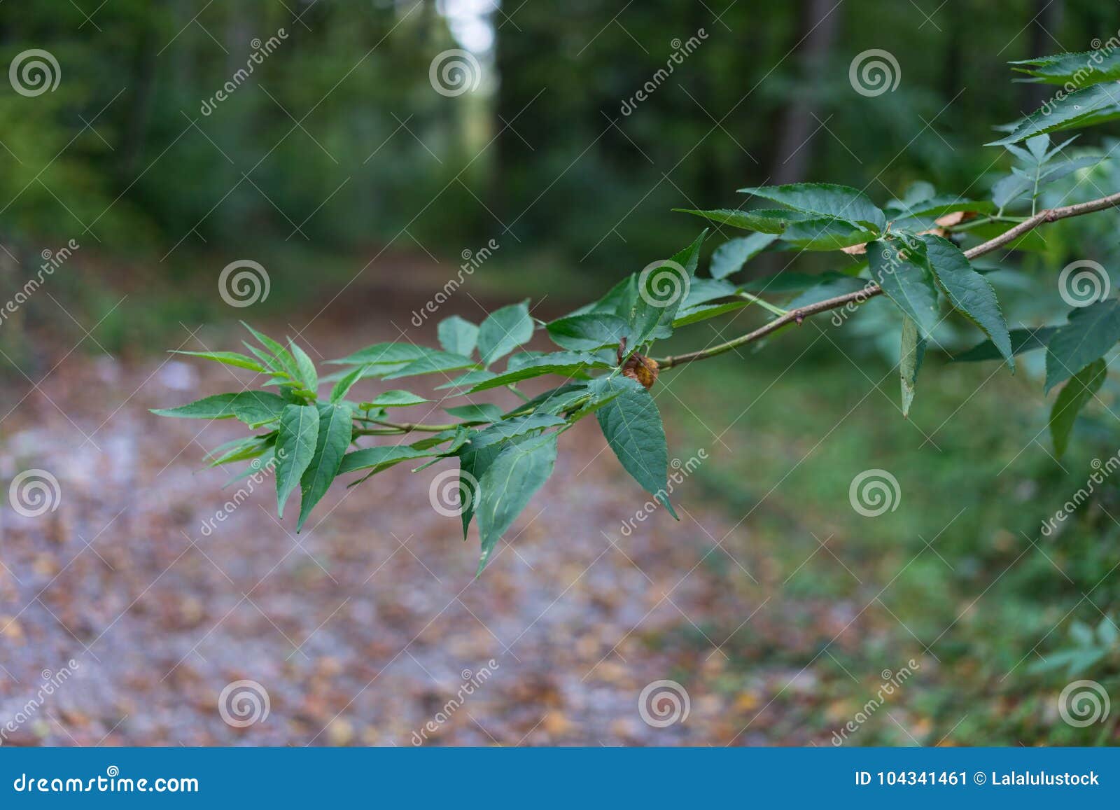 Side View of a Leaf in Forest Hanging from Tree Stock Image - Image of ...
