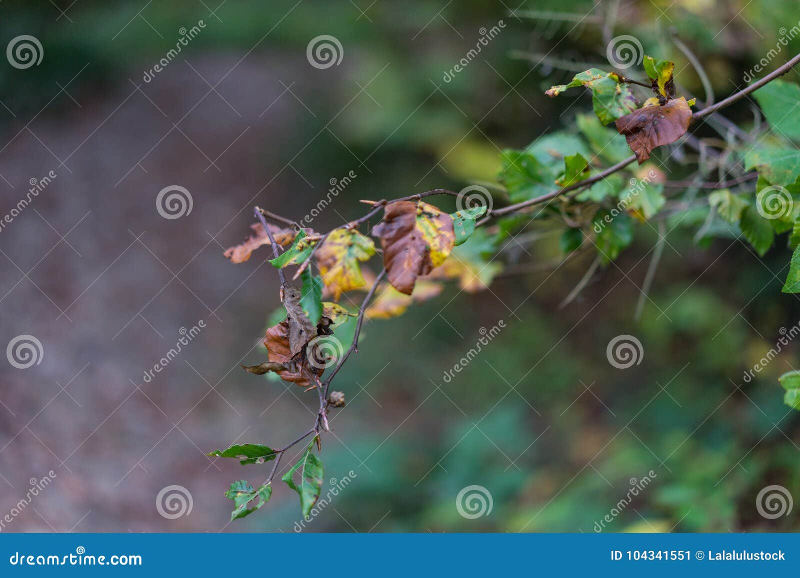 Side View of a Leaf in Forest Hanging from Tree Stock Image - Image of ...