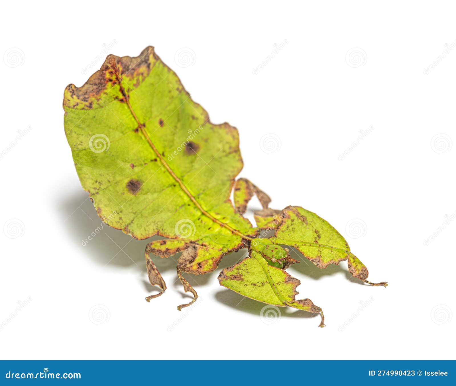 Side View of a Leaf-insect, Phyllium Giganteum, Isolated on White Stock ...