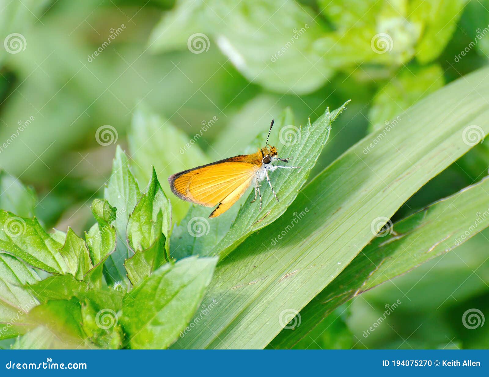 Side View of a Least Skipper Butterfly Resting on a Leaf Stock Photo ...