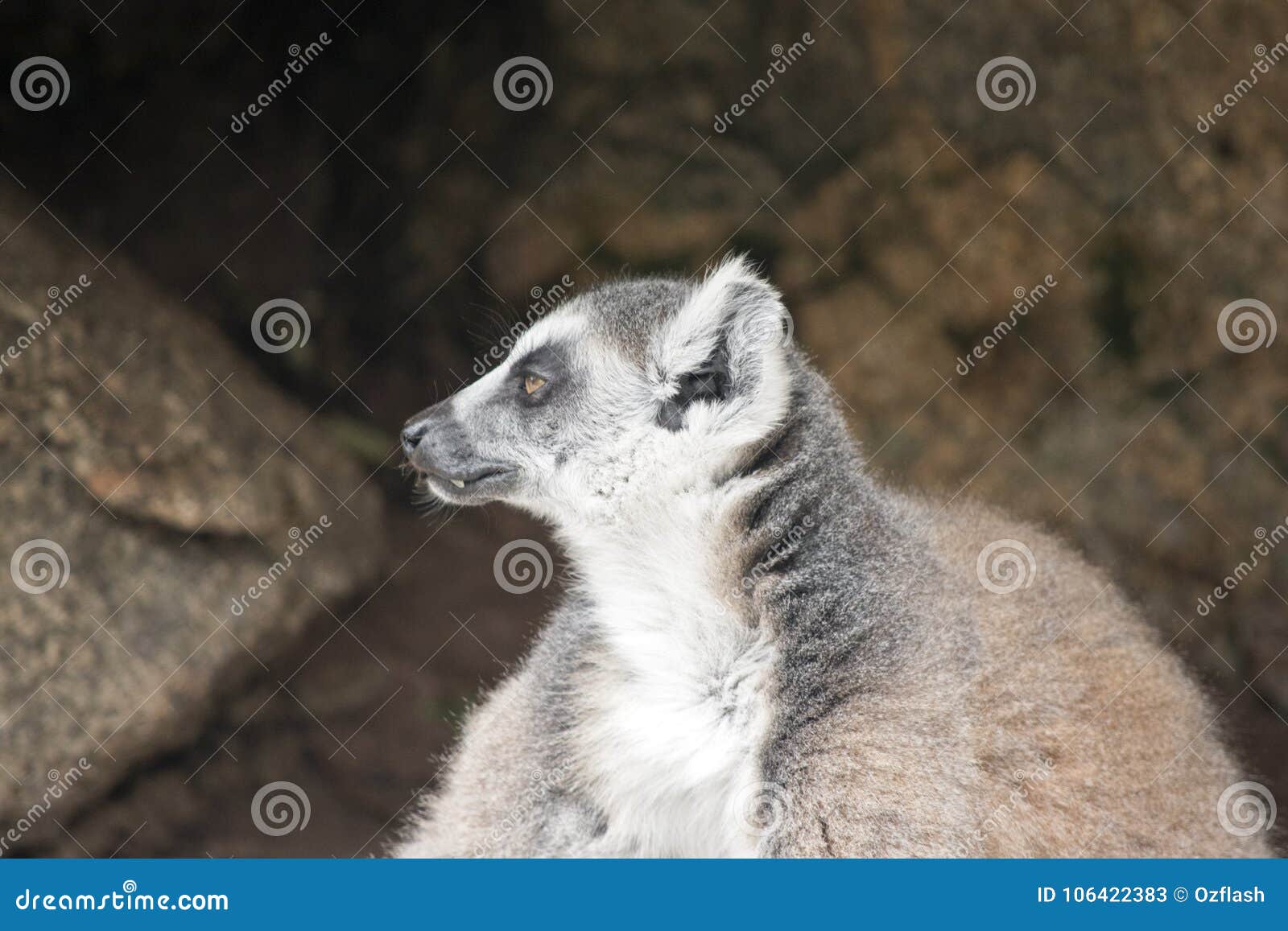 Side view lemur stock image. Image of brown, primates - 106422383